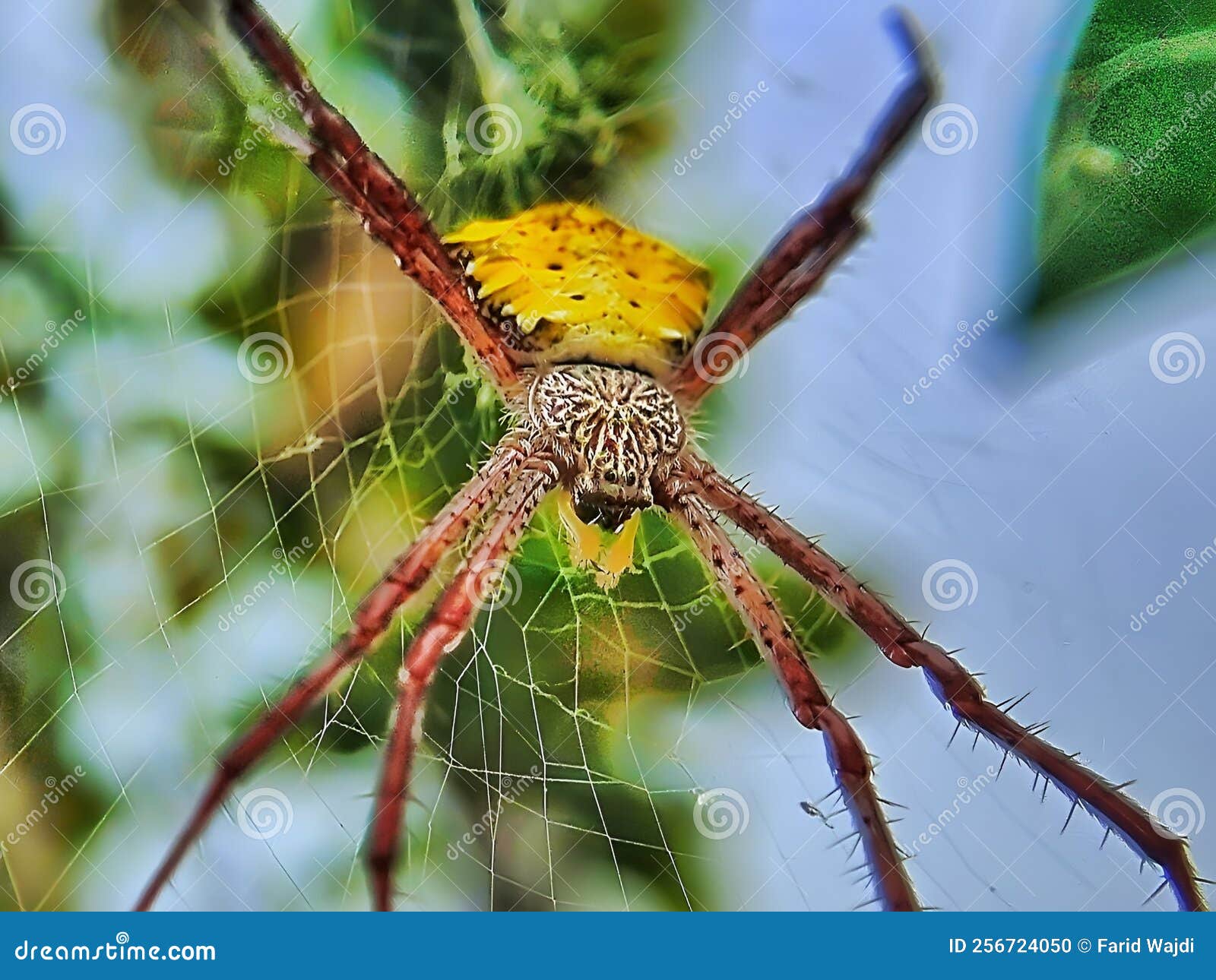 Banana spider stock photo. Image of large, fear, wandering - 256724050