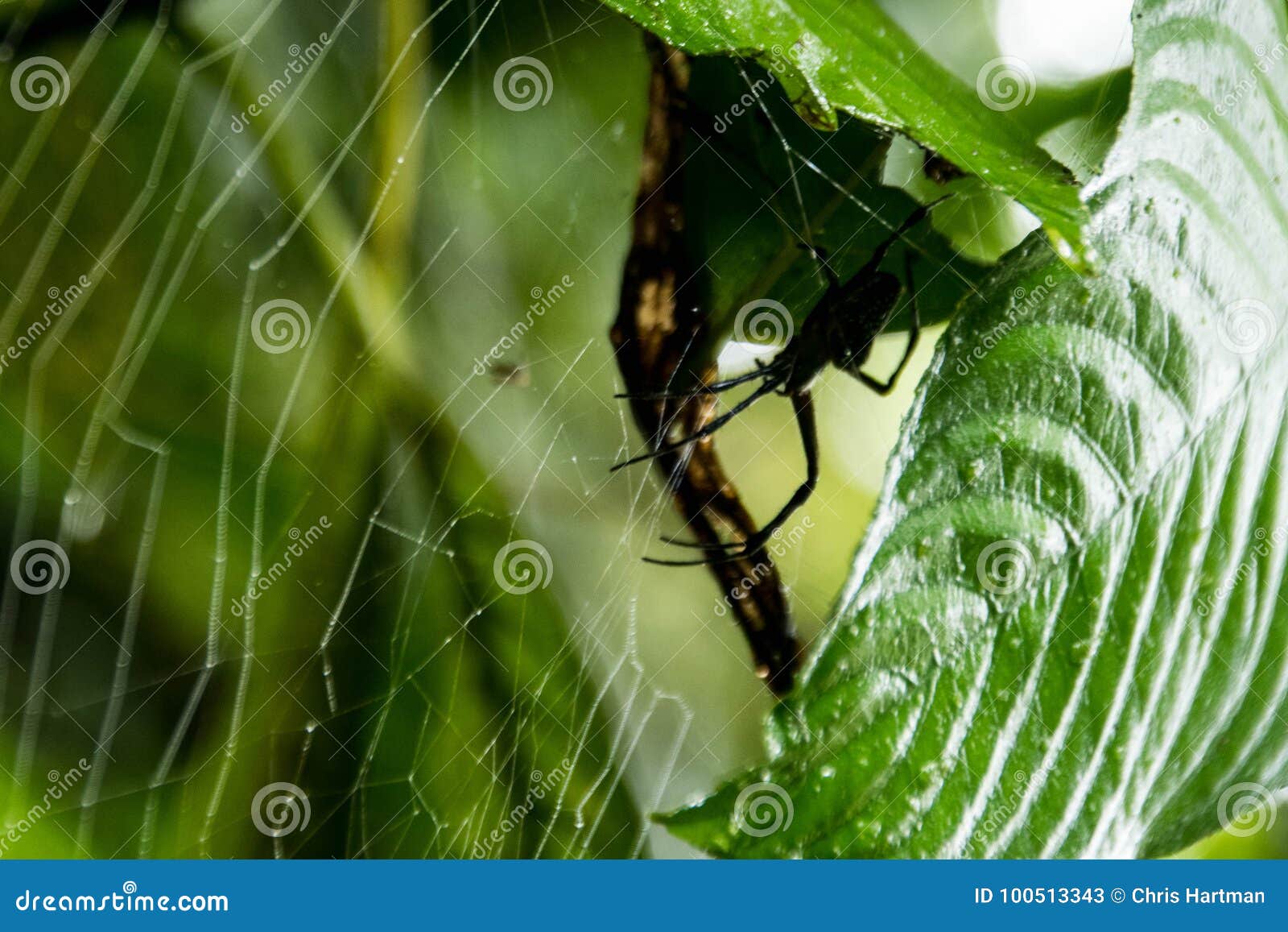 Banana Spider in a Web stock image. Image of natural - 100513343