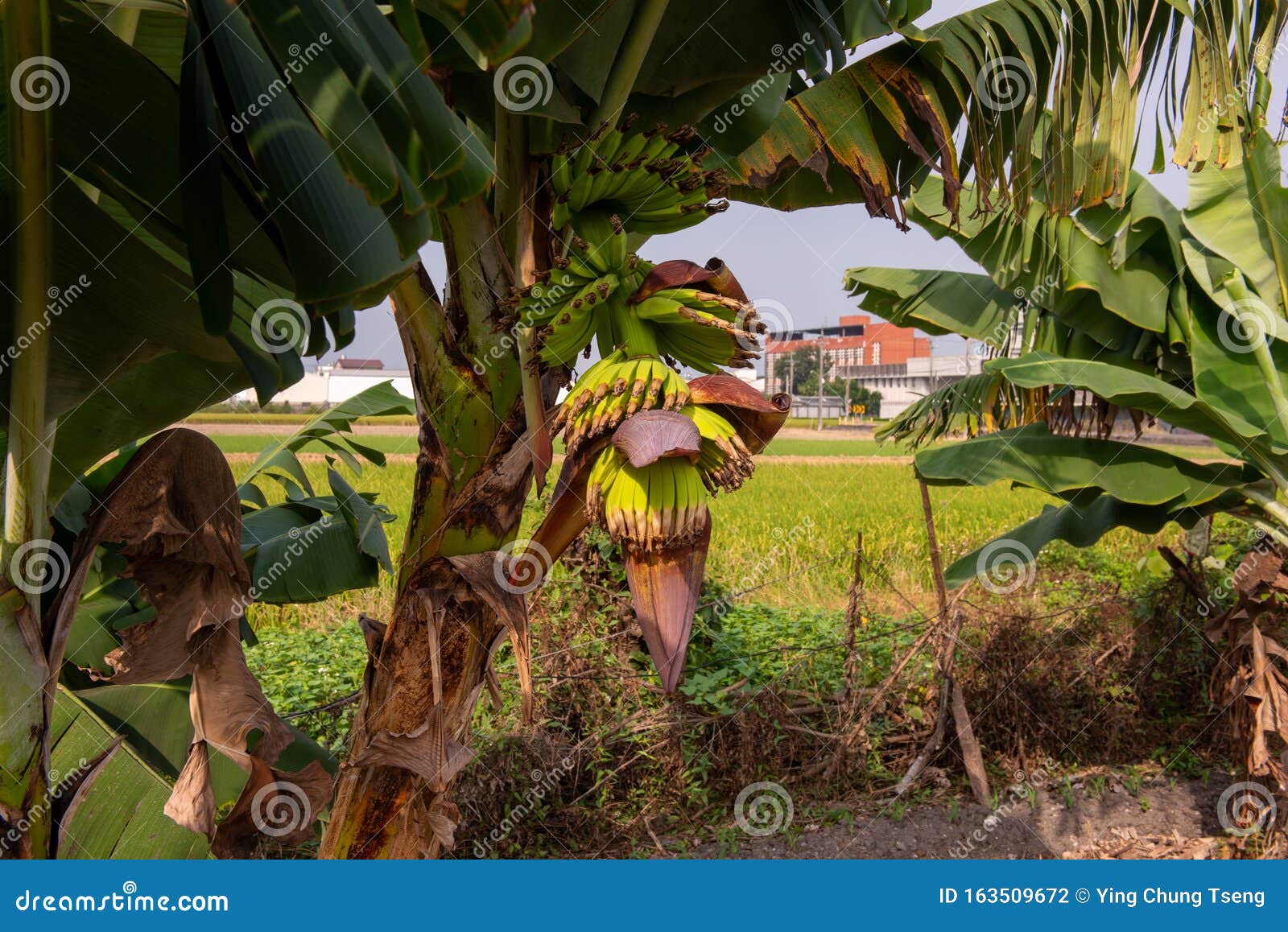 Banana Spit Out the Fruit of Life Stock Photo - Image of eats, maturity ...