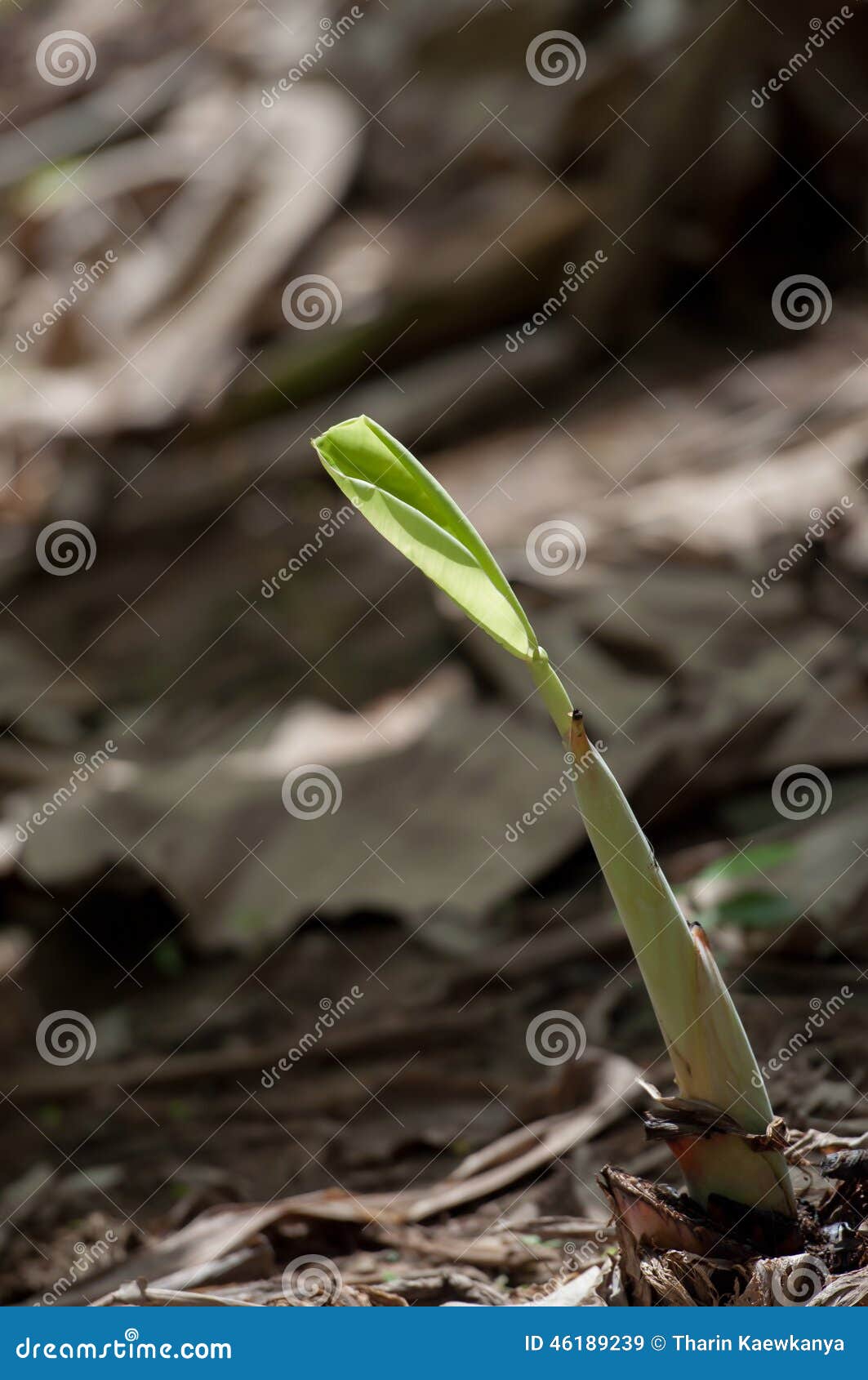 The banana sprout stock image. Image of sprout, growth - 46189239