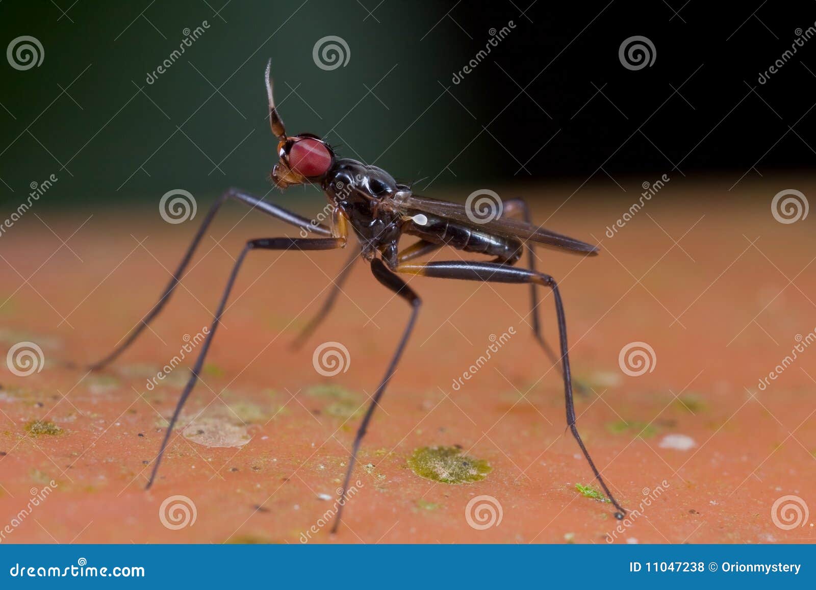 A banana stalk fly stock photo. Image of park, maroon - 11047238