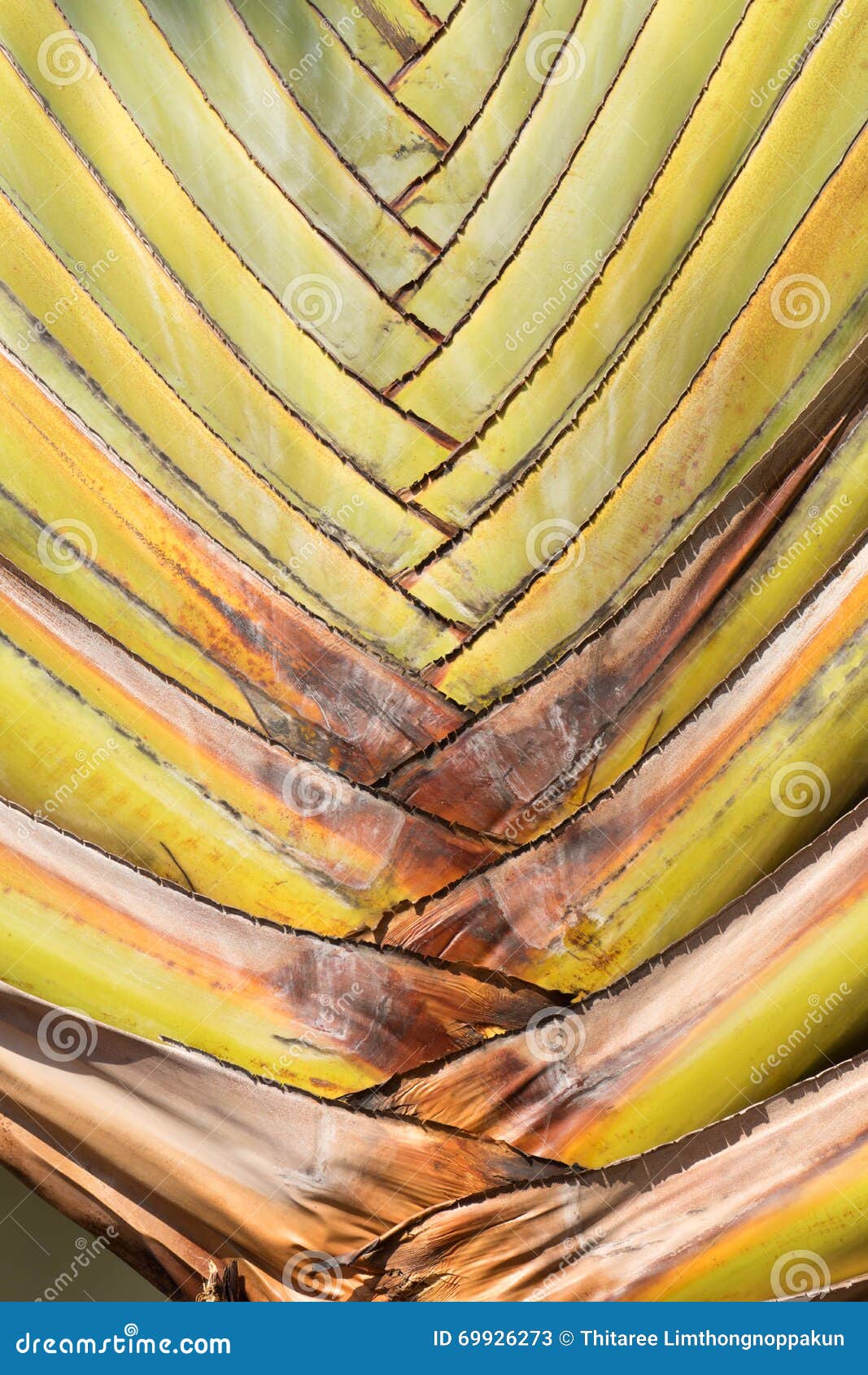 Banana stem stock image. Image of plant, lush, farm, abstract - 69926273