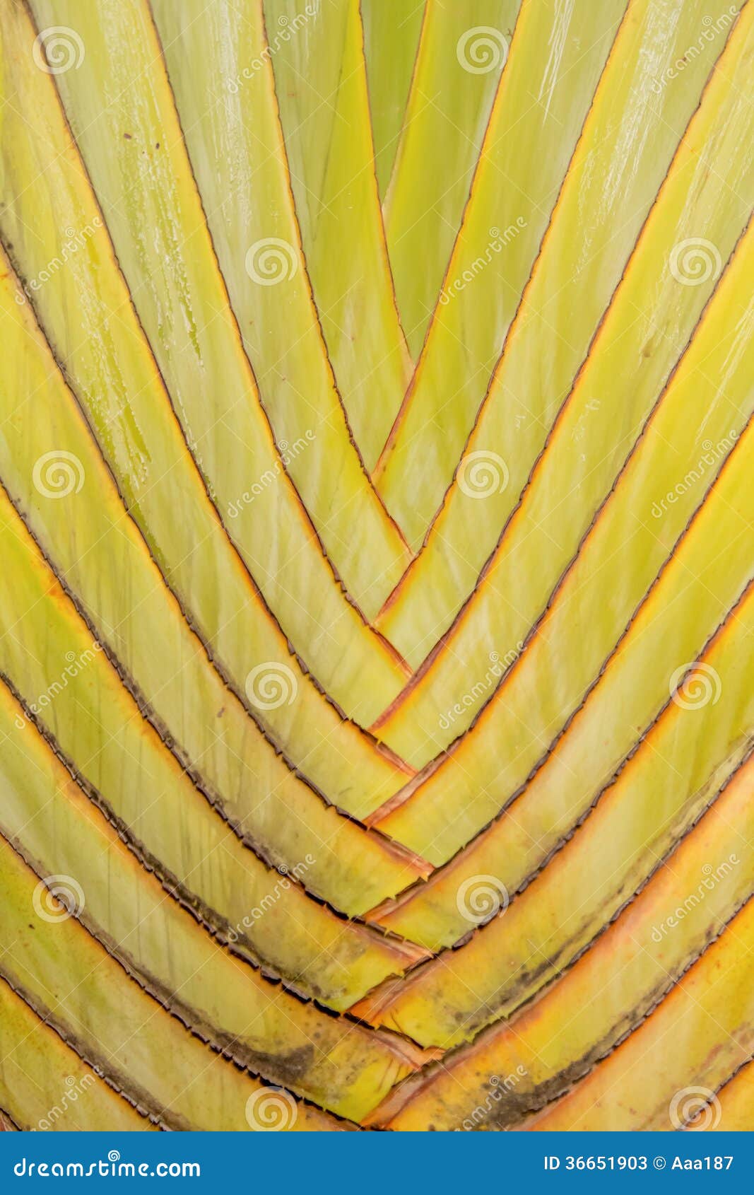 Banana Stem Texture
