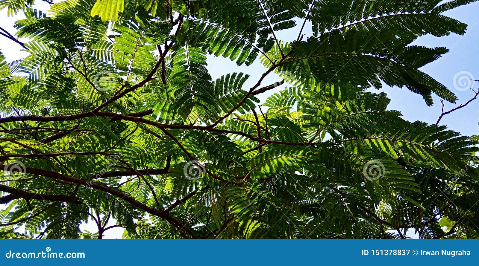 Pete leaves stock image. Image of poster, rays, panorama - 151378837