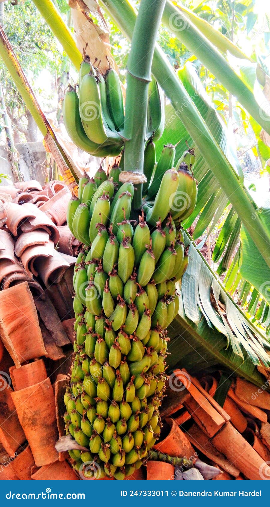 Banana Strand in My Vegetable Garden. Stock Image - Image of vegetable ...