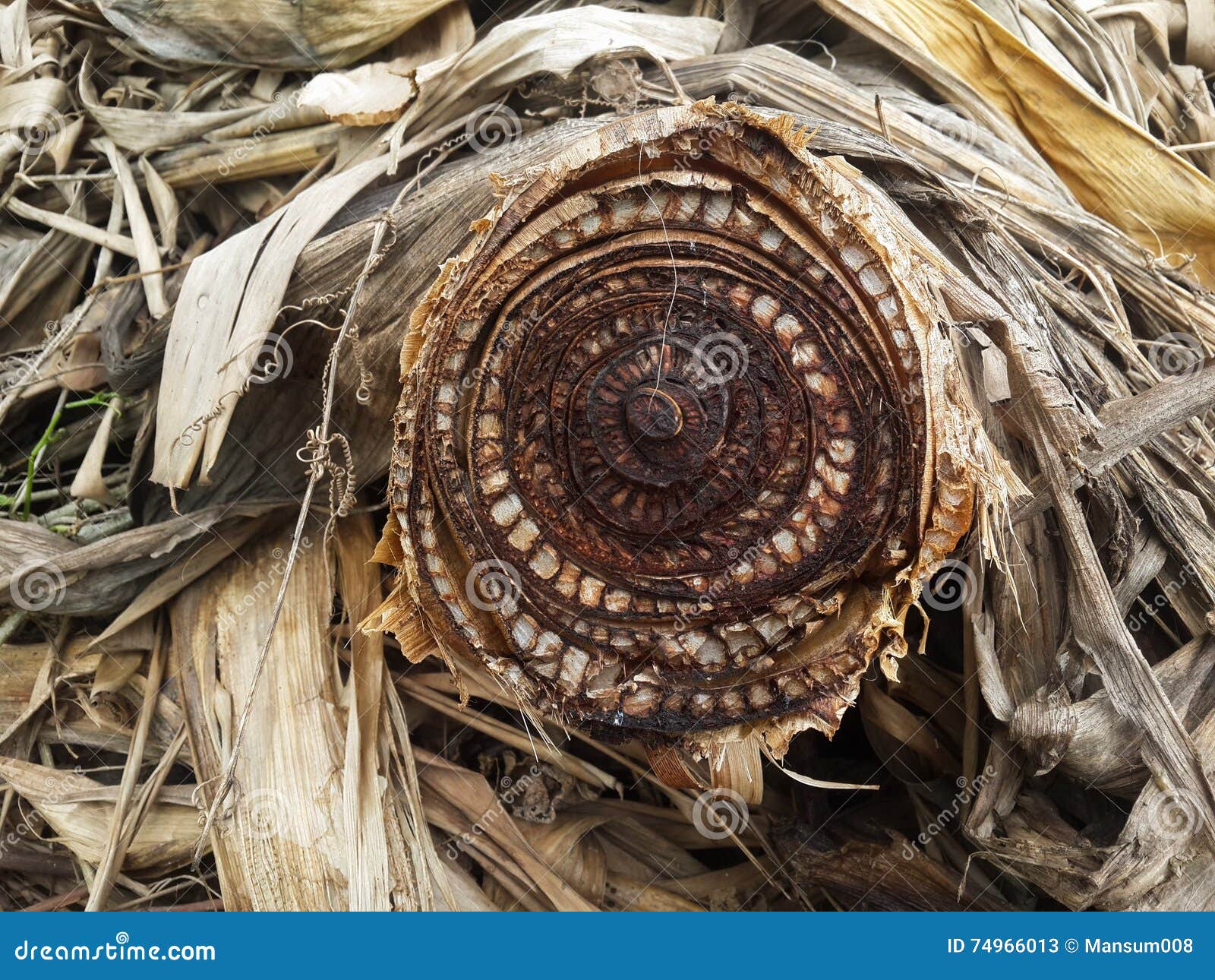 Banana stump tree stock image. Image of agriculture, banana - 74966013