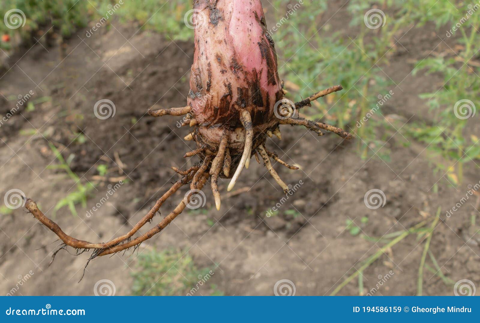 Banana Sucker with Good Root System. How To Plant Banana Trees Concept ...