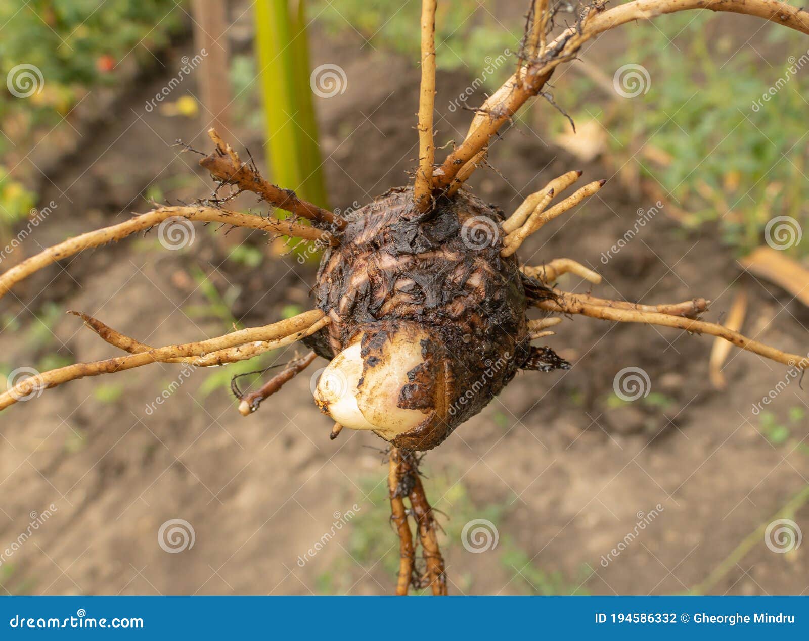 Banana Sucker with Good Root System. How To Plant Banana Trees Concept ...