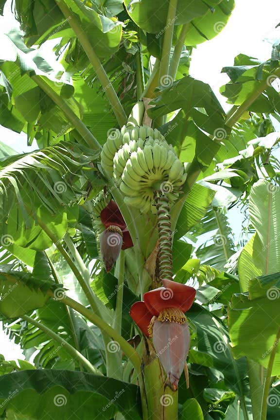 Banana tree stock photo. Image of banana, flora, nature - 1301784