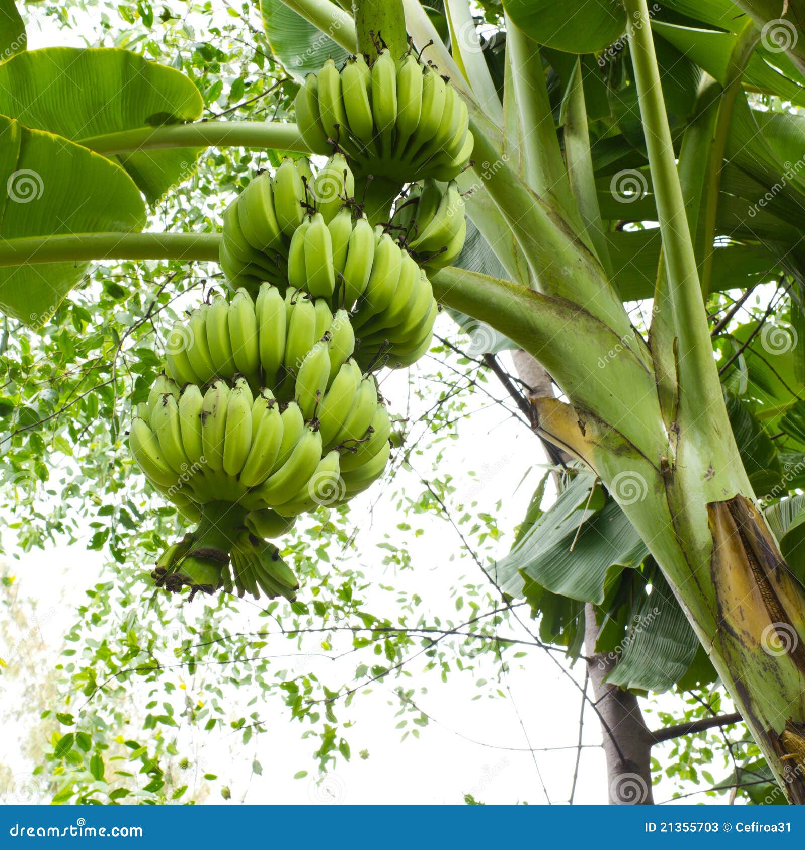 Banana tree stock image. Image of food, meal, agriculture - 21355703