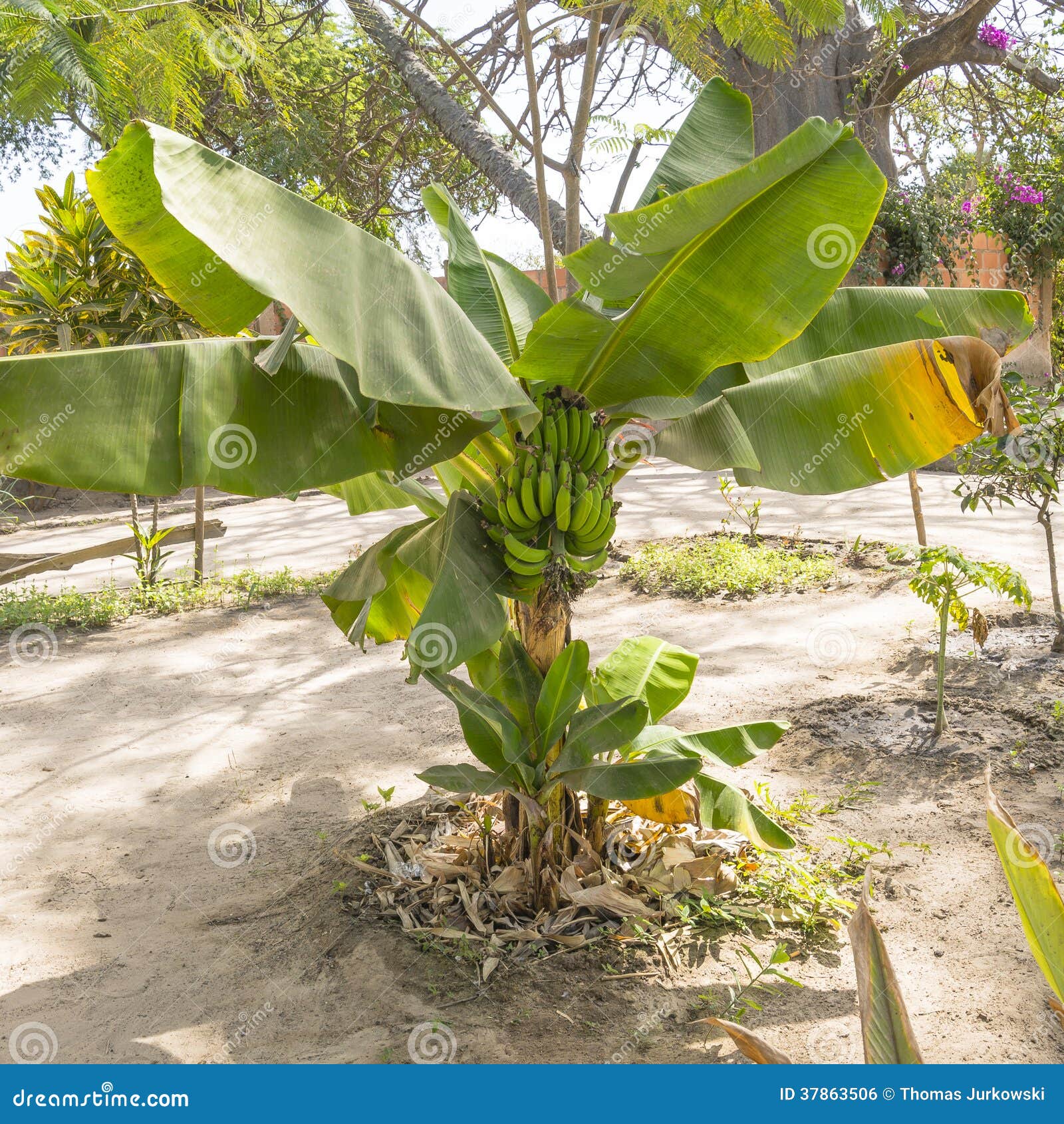 Banana tree stock photo. Image of branch, breeze, food - 37863506