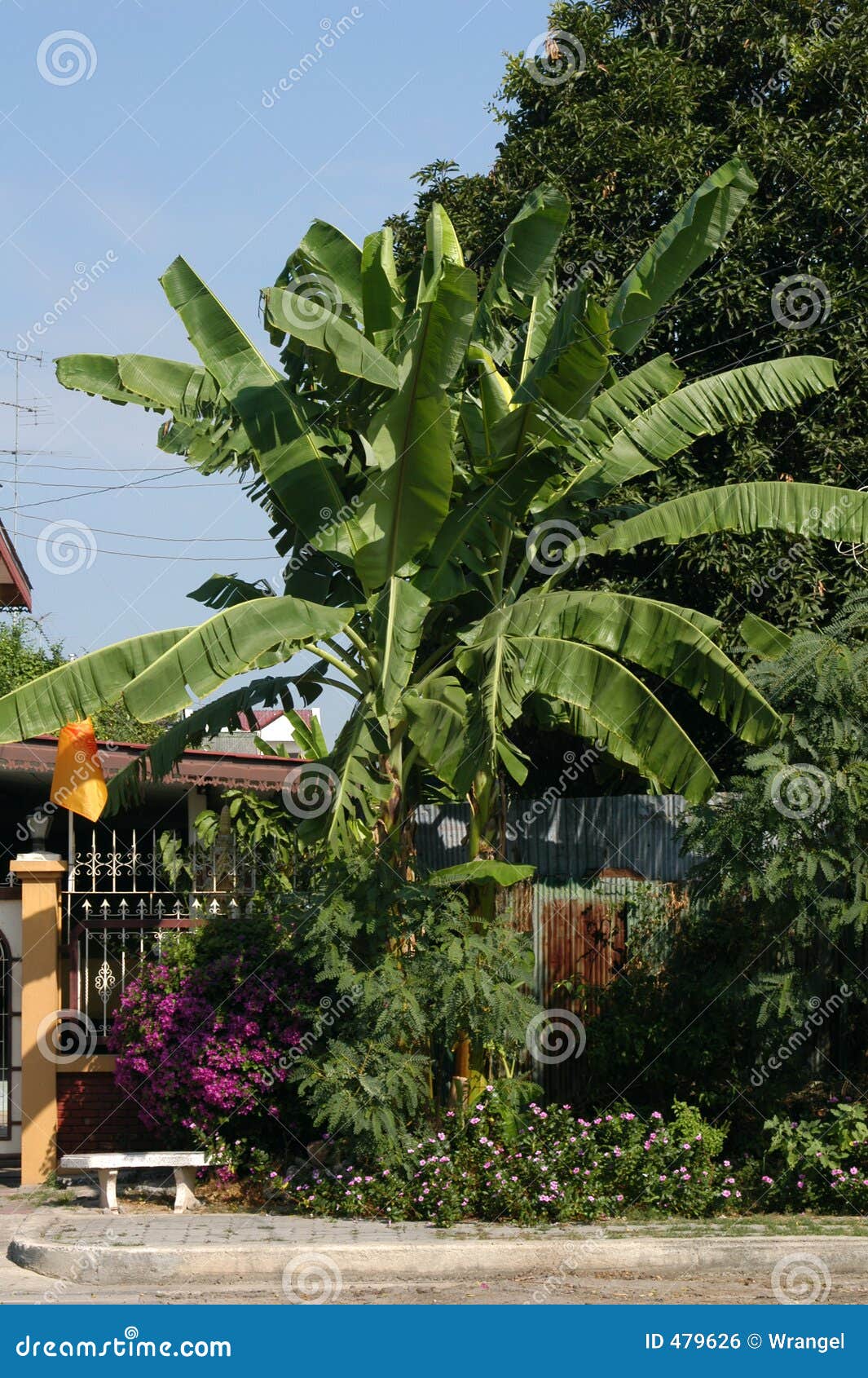 Banana Tree stock photo. Image of china, grow, cultivate - 479626