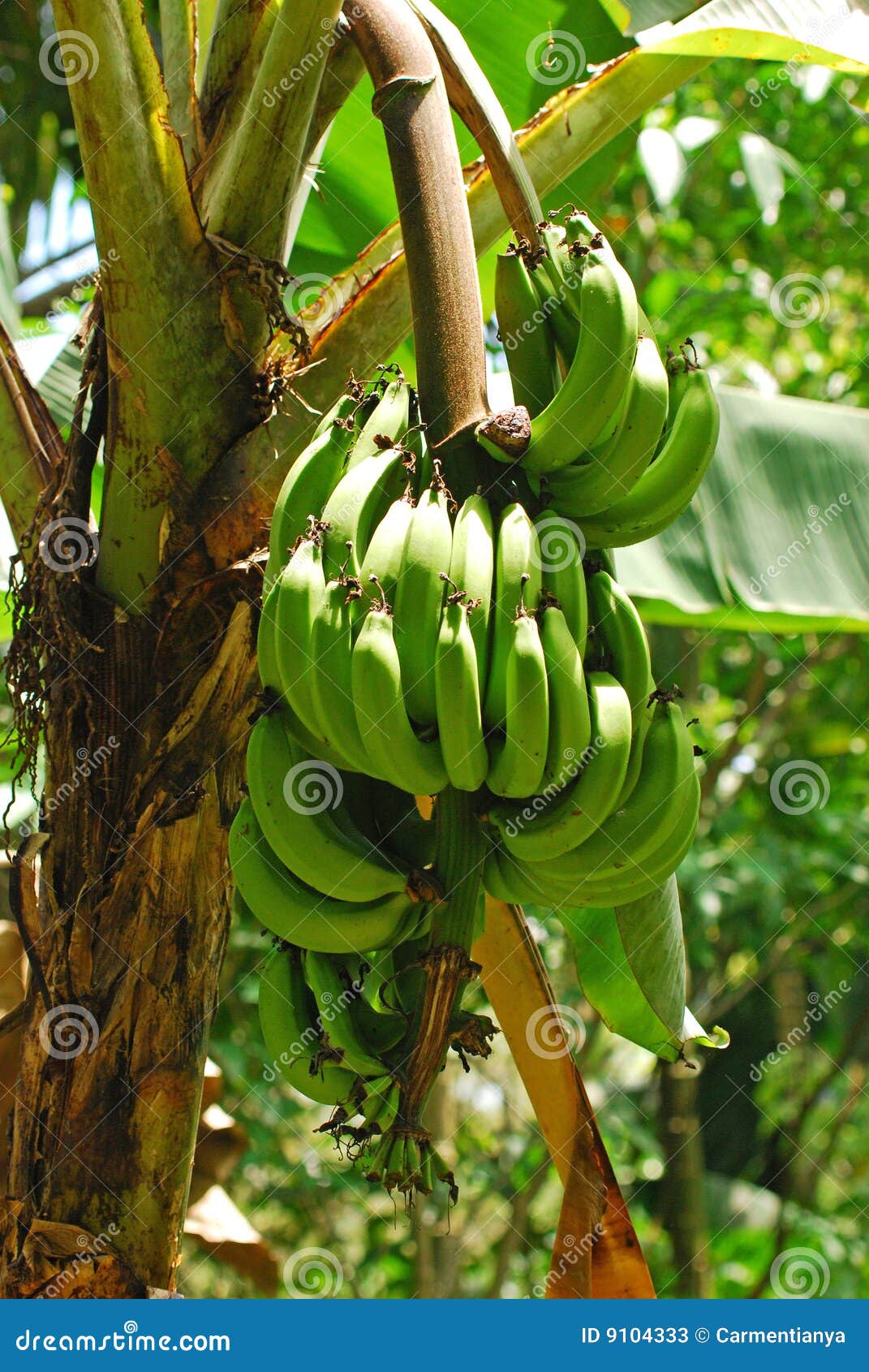 Banana tree stock image. Image of green, farm, tree, tropical - 9104333