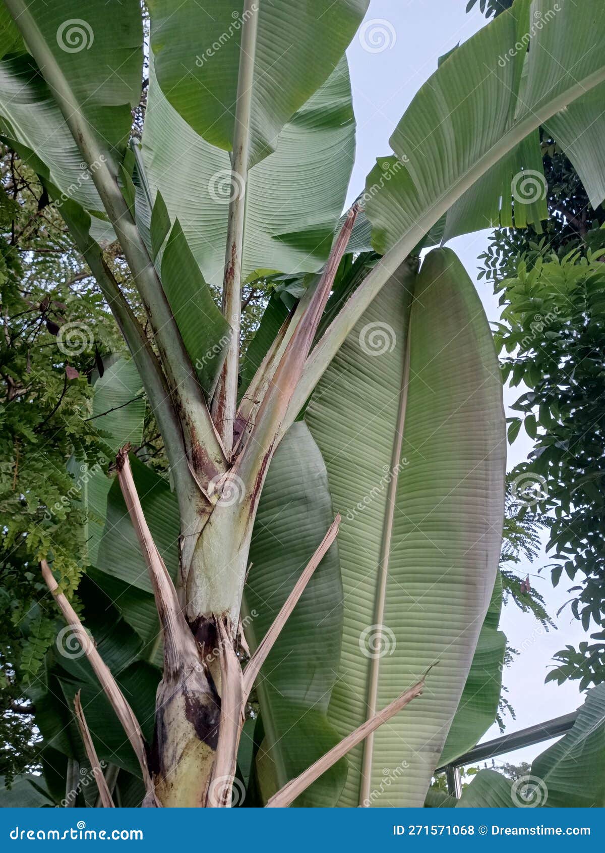 Banana Tree in the Backyard of the House Stock Photo - Image of tree ...