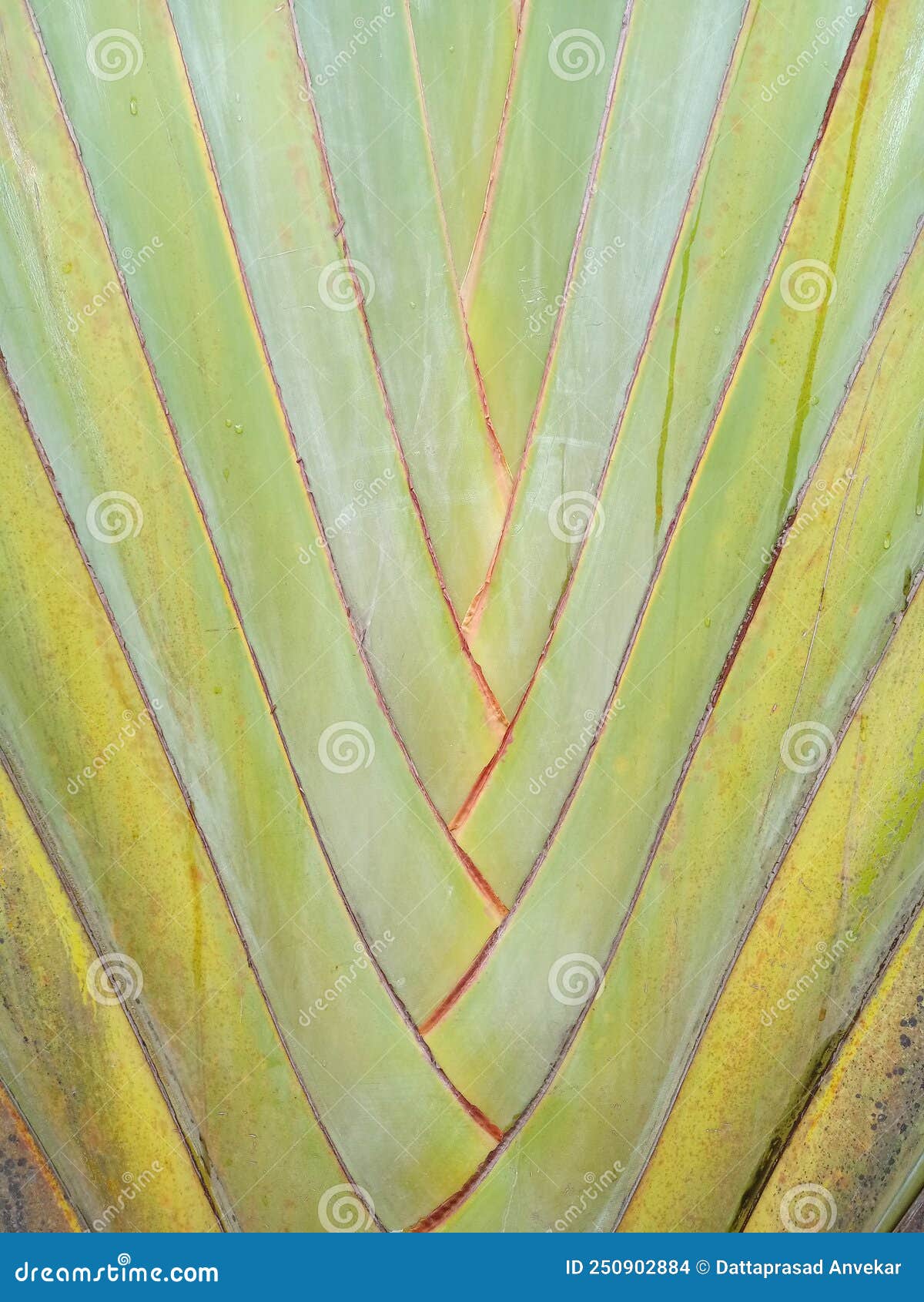 Banana Tree Bark Beautiful Zigzag Pattern Stock Photo - Image of ...