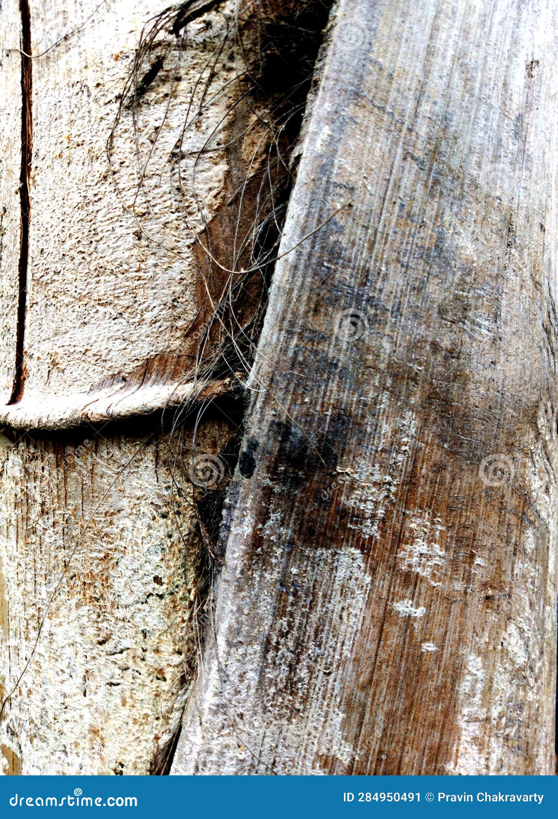 Banana Tree Bark with Rough Texture. Bark Tree Stock Image - Image of ...