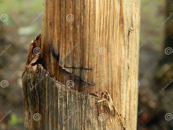 Banana Tree Bark. Scratchy Pattern. Abstract Grainy Background Stock ...