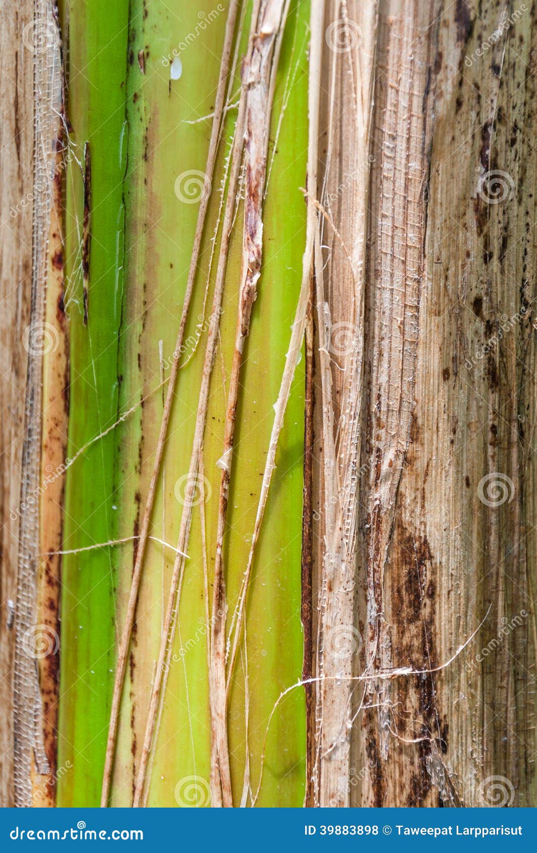 Banana tree bark texture stock photo. Image of natural - 39883898