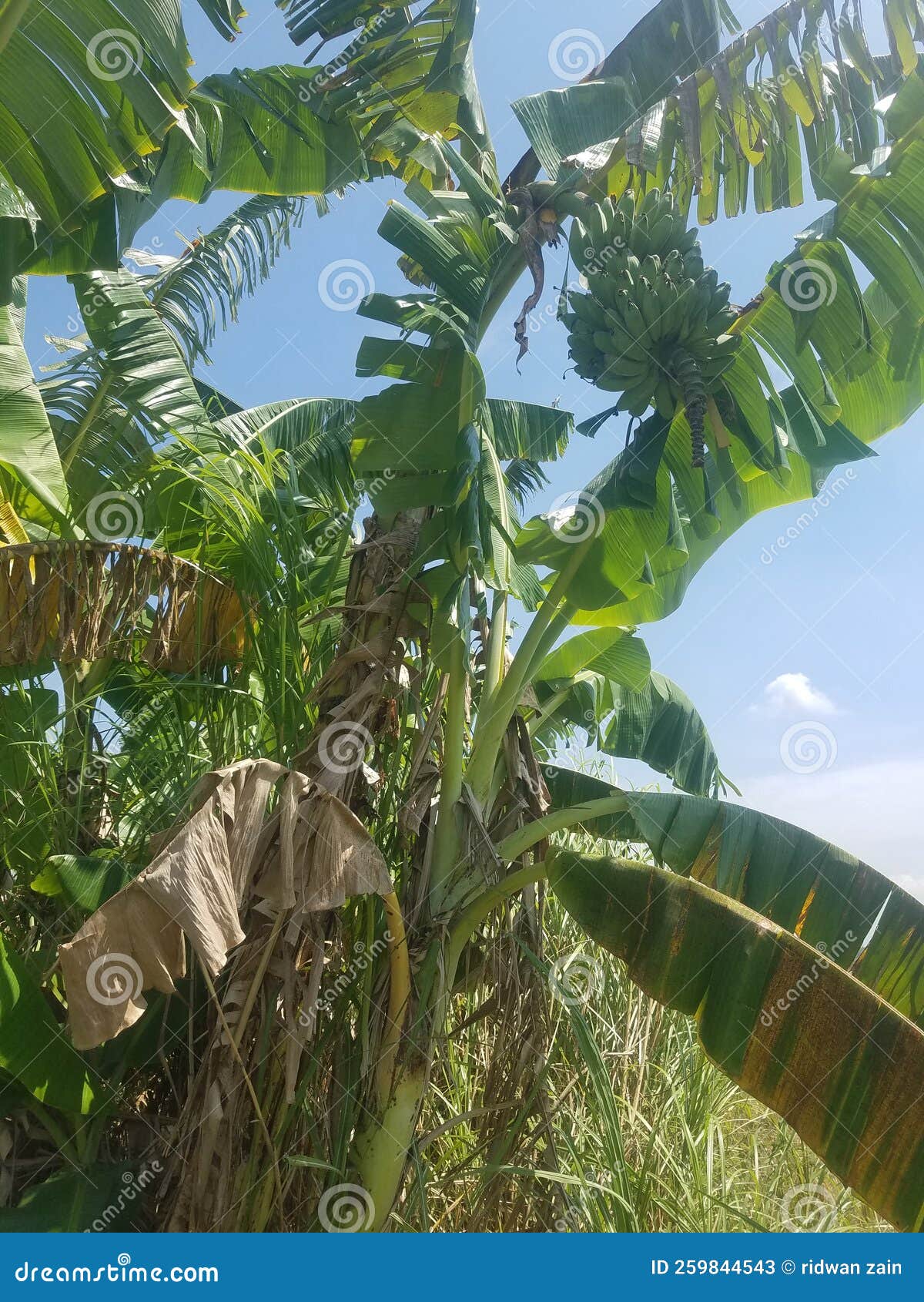 Banana Tree Behind the House Stock Image - Image of vegetation, fruit ...
