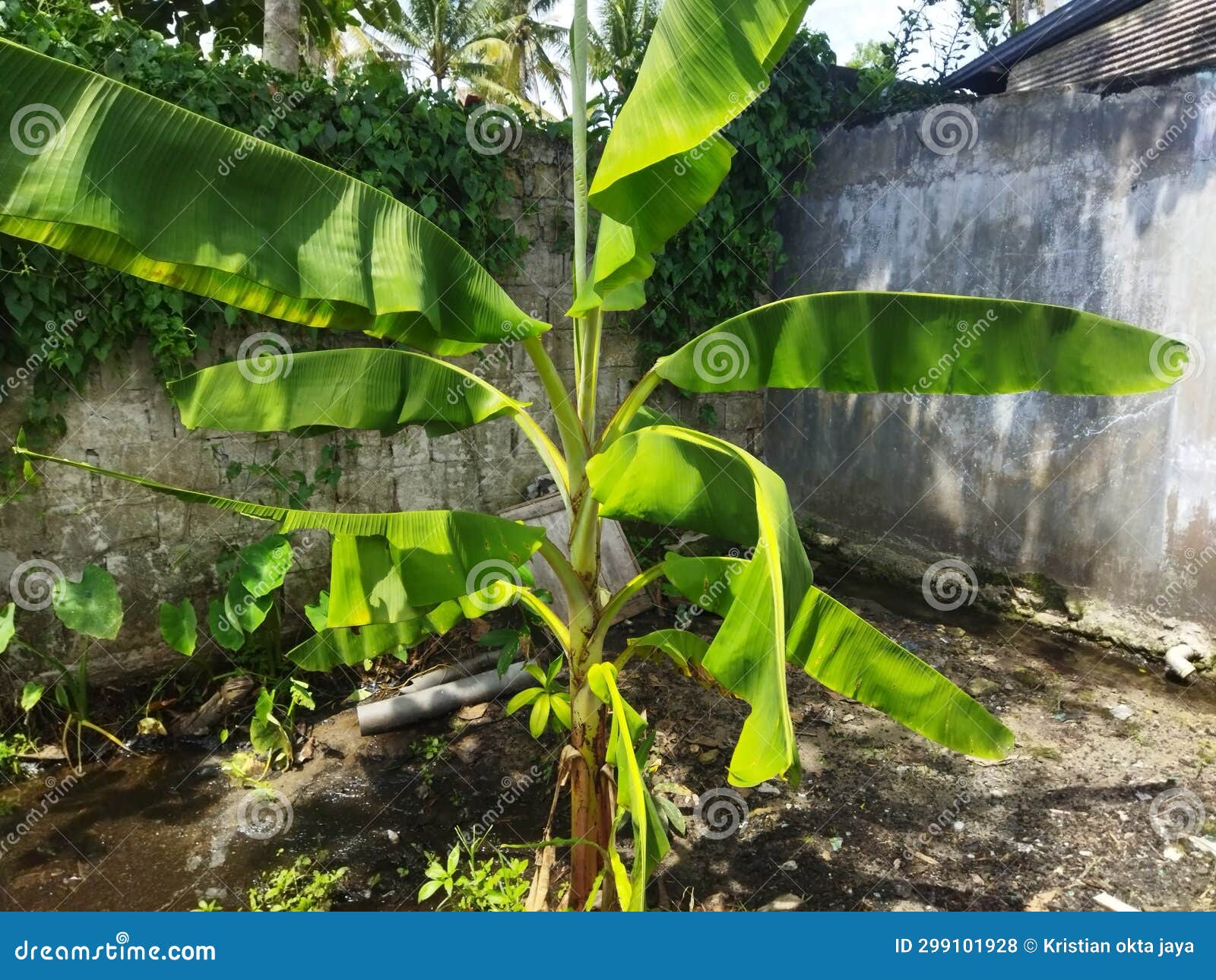 Banana Tree Behind My House in Indonesia Stock Photo - Image of banana ...