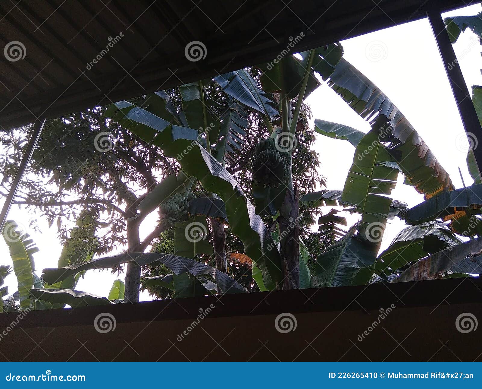 Banana Tree in the Big Windows Stock Photo - Image of windows, banana ...