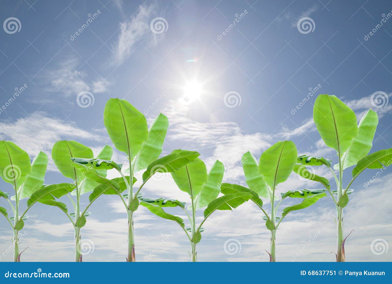 Banana Tree on Blue Sky Background. Stock Image - Image of leaf ...