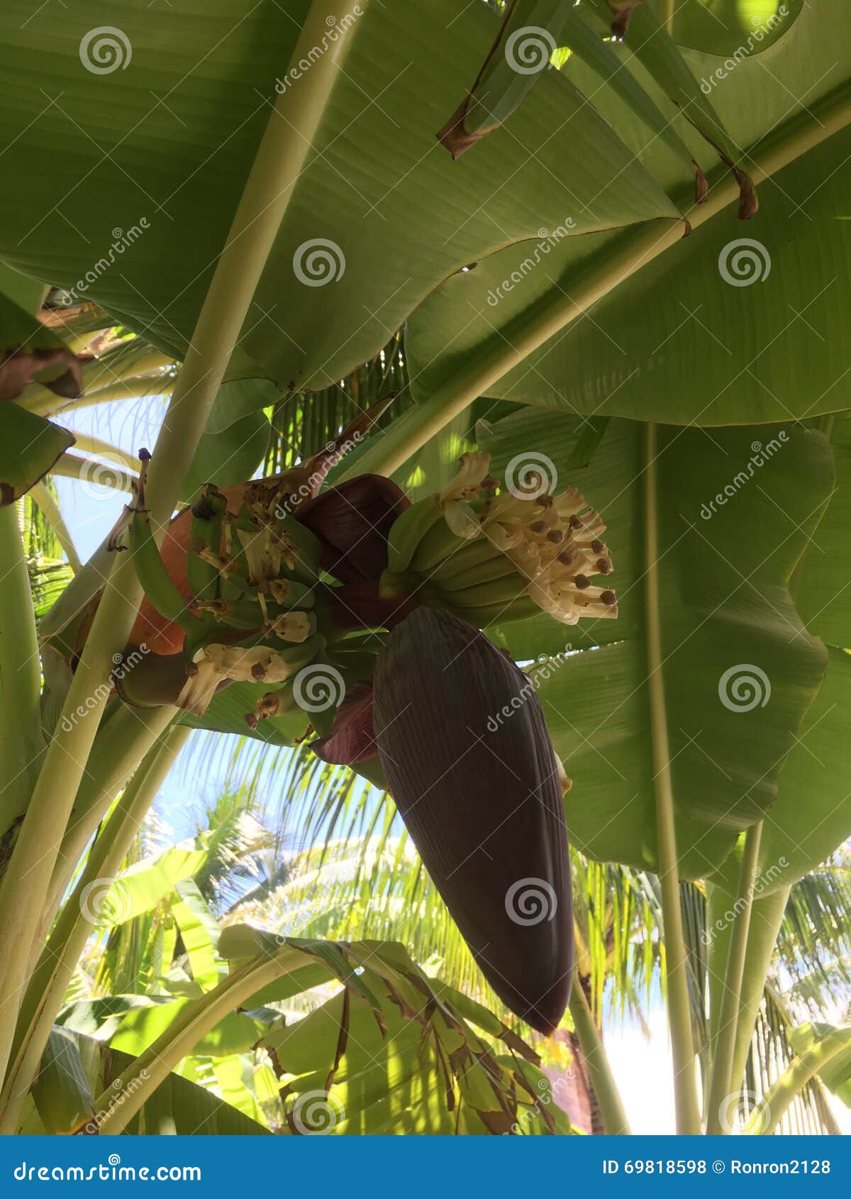 Banana Tree stock photo. Image of french, polynesia, tree - 69818598
