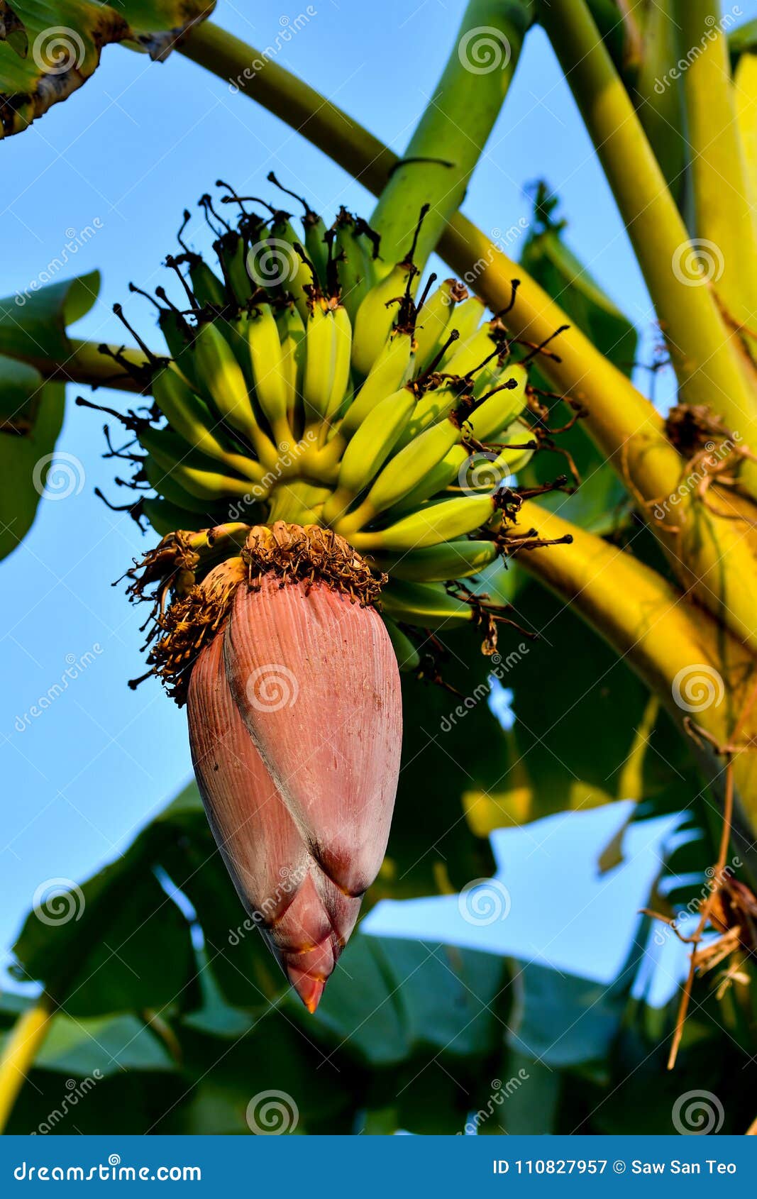 Banana Tree Branch Out with Flower and Bananas Stock Image - Image of ...