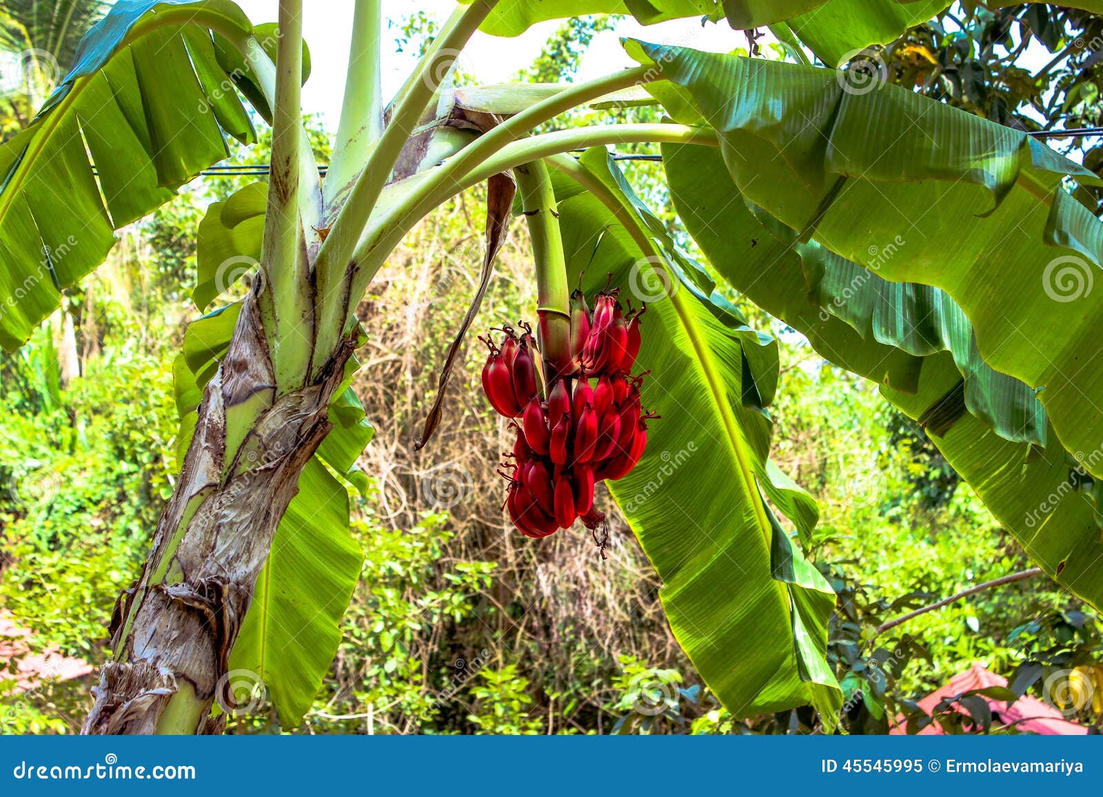 Banana Tree with a Bunch of Red Bananas Stock Image - Image of farm ...