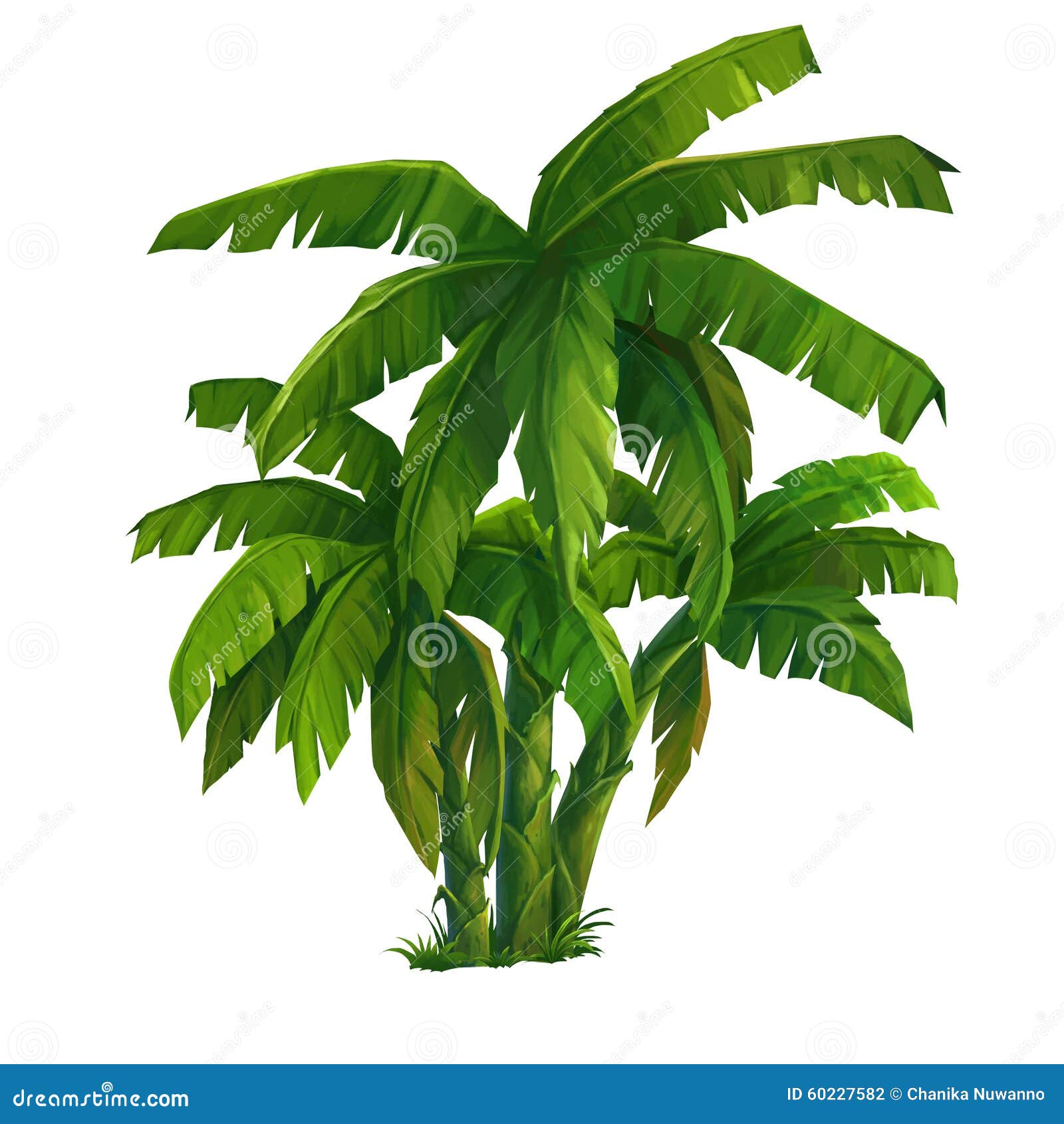 Banana Tree Stock Illustration - Image: 60227582