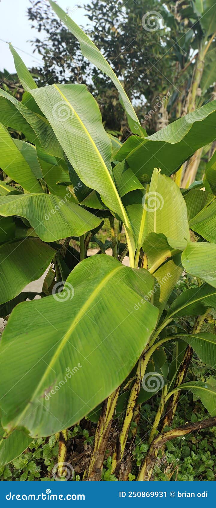 Banana tree clump stock image. Image of tree, clump - 250869931