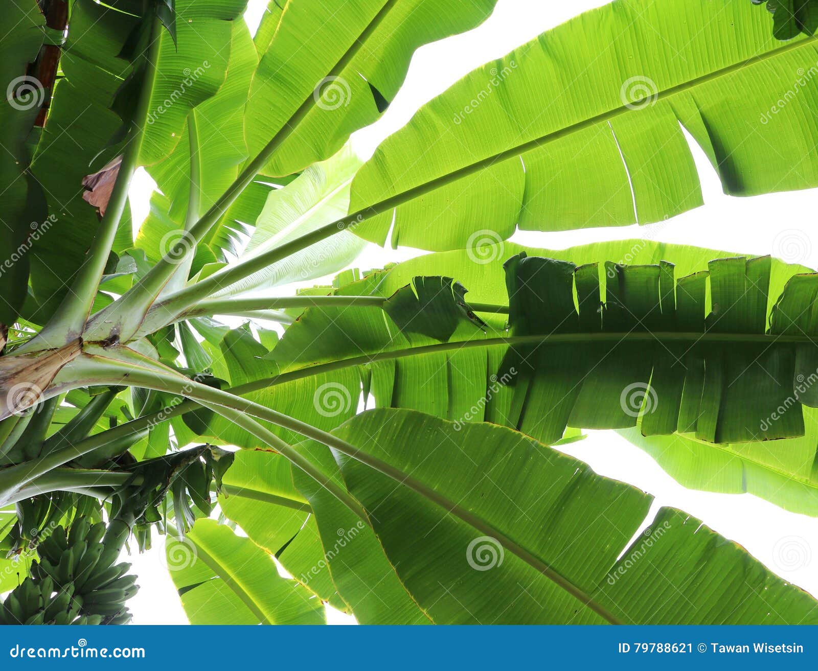 Banana tree stock image. Image of background, green, banana - 79788621