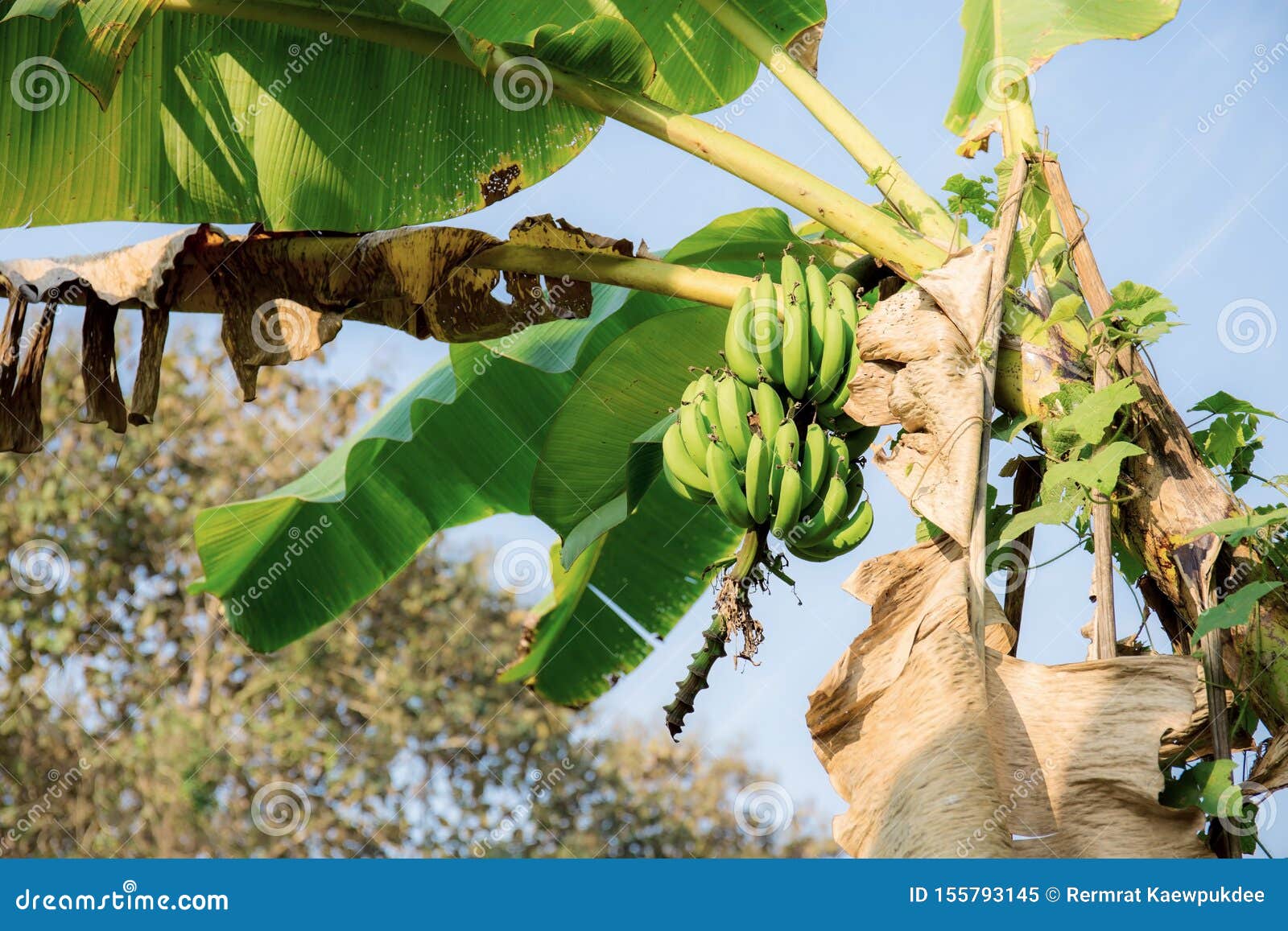 Banana on tree in farm stock image. Image of green, closeup - 155793145