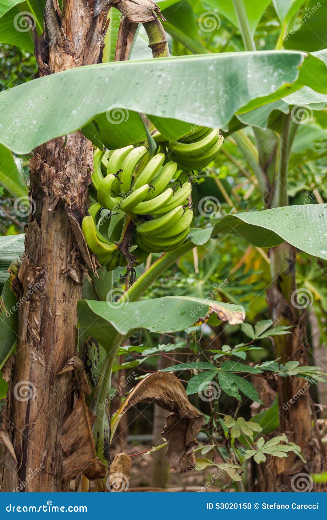 Banana tree stock photo. Image of dominican, nature, republic - 53020150