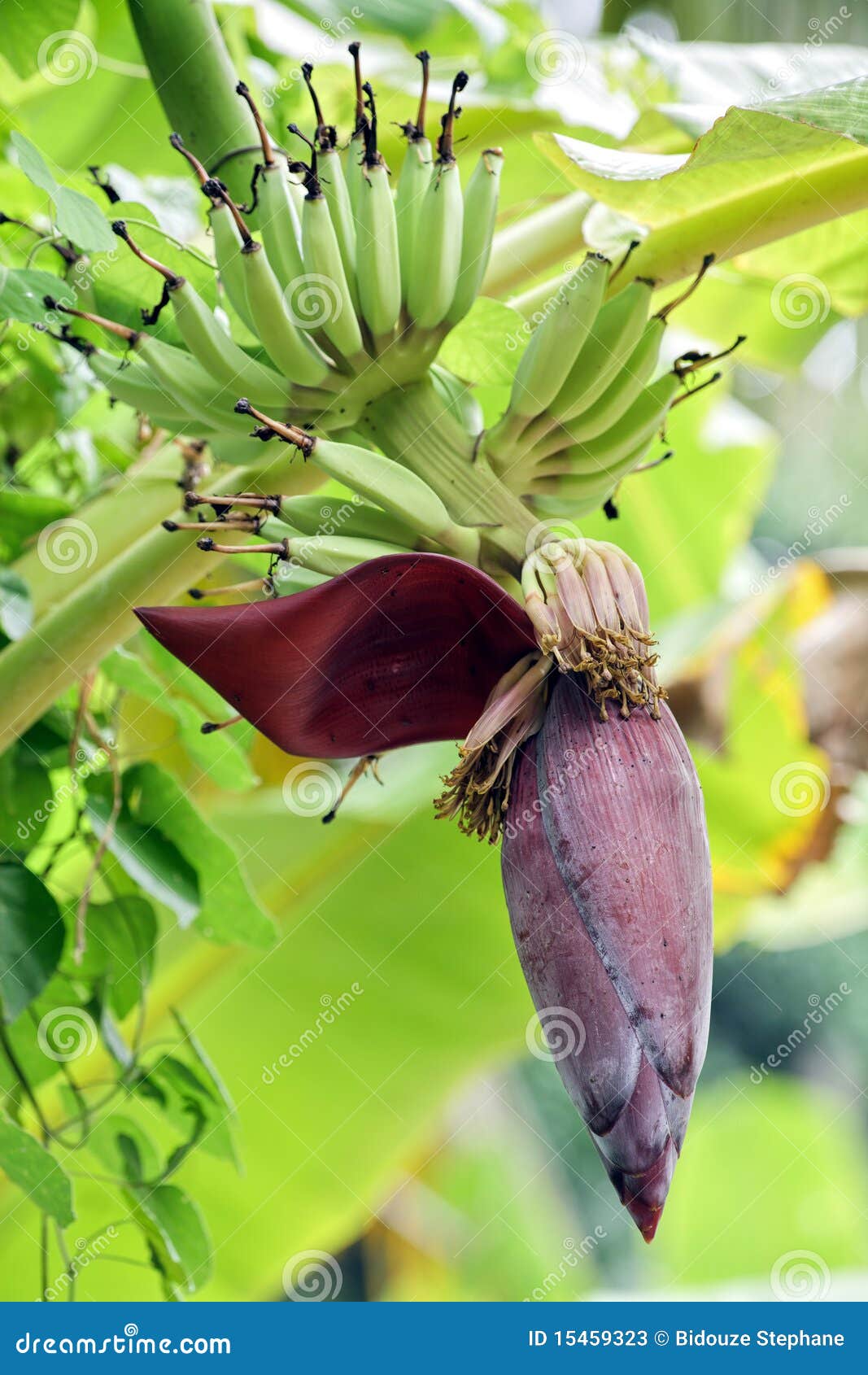Banana tree flowers stock image. Image of jungle, closeup - 15459323