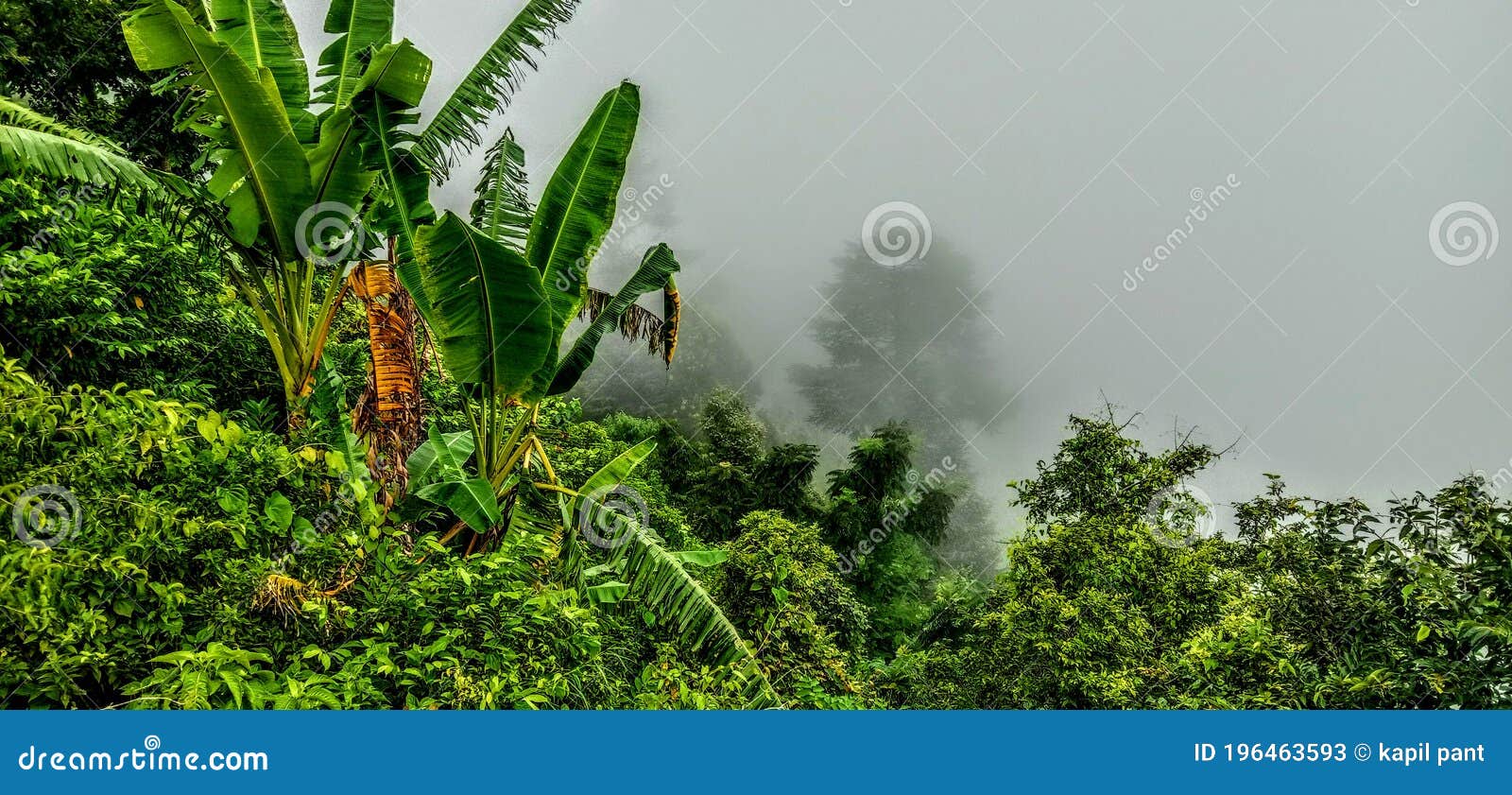 Banana Tree in Forest Indian Forest Stock Image - Image of banana ...