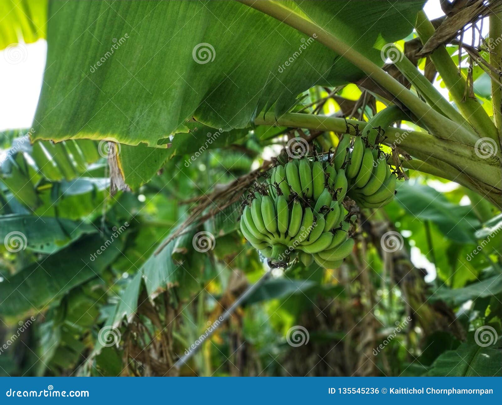 Banana tree stock photo. Image of tree, banana, house - 135545236