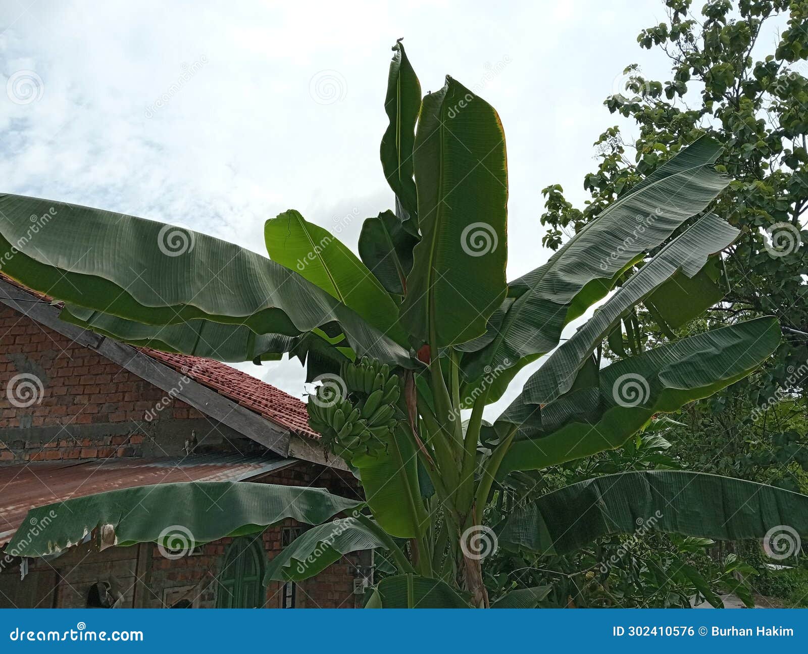 Banana Tree in Front of the House Stock Photo - Image of flower ...