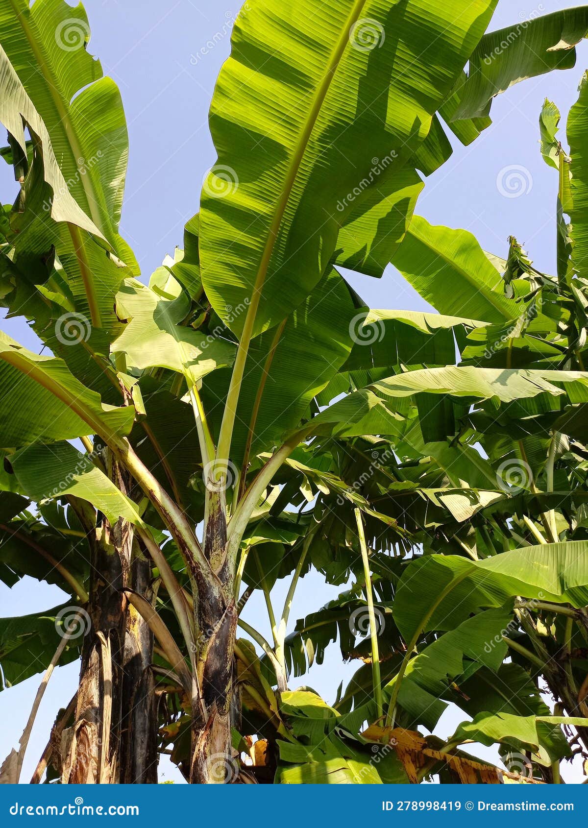 Banana Tree in Front of the House Stock Image - Image of tree, house ...