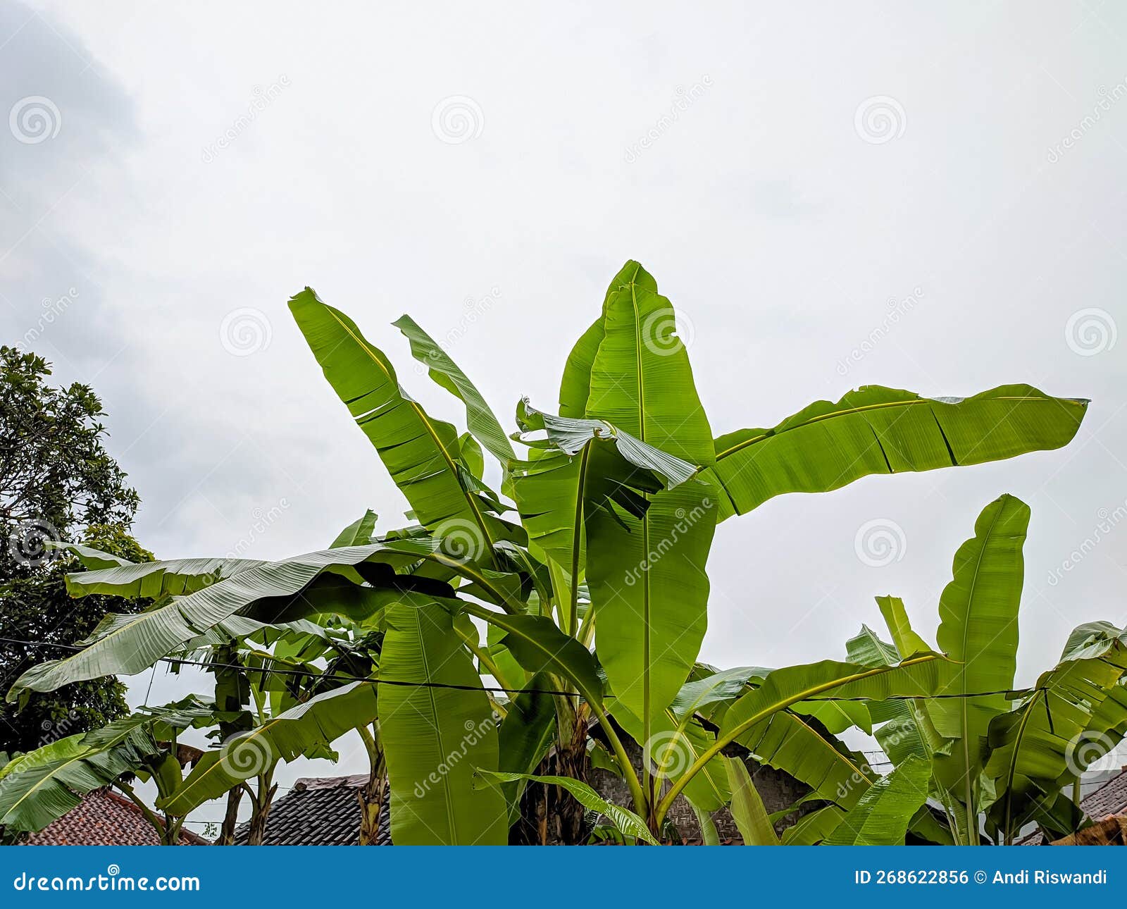 Banana Tree in the Front Yard of the House Stock Photo - Image of yard ...