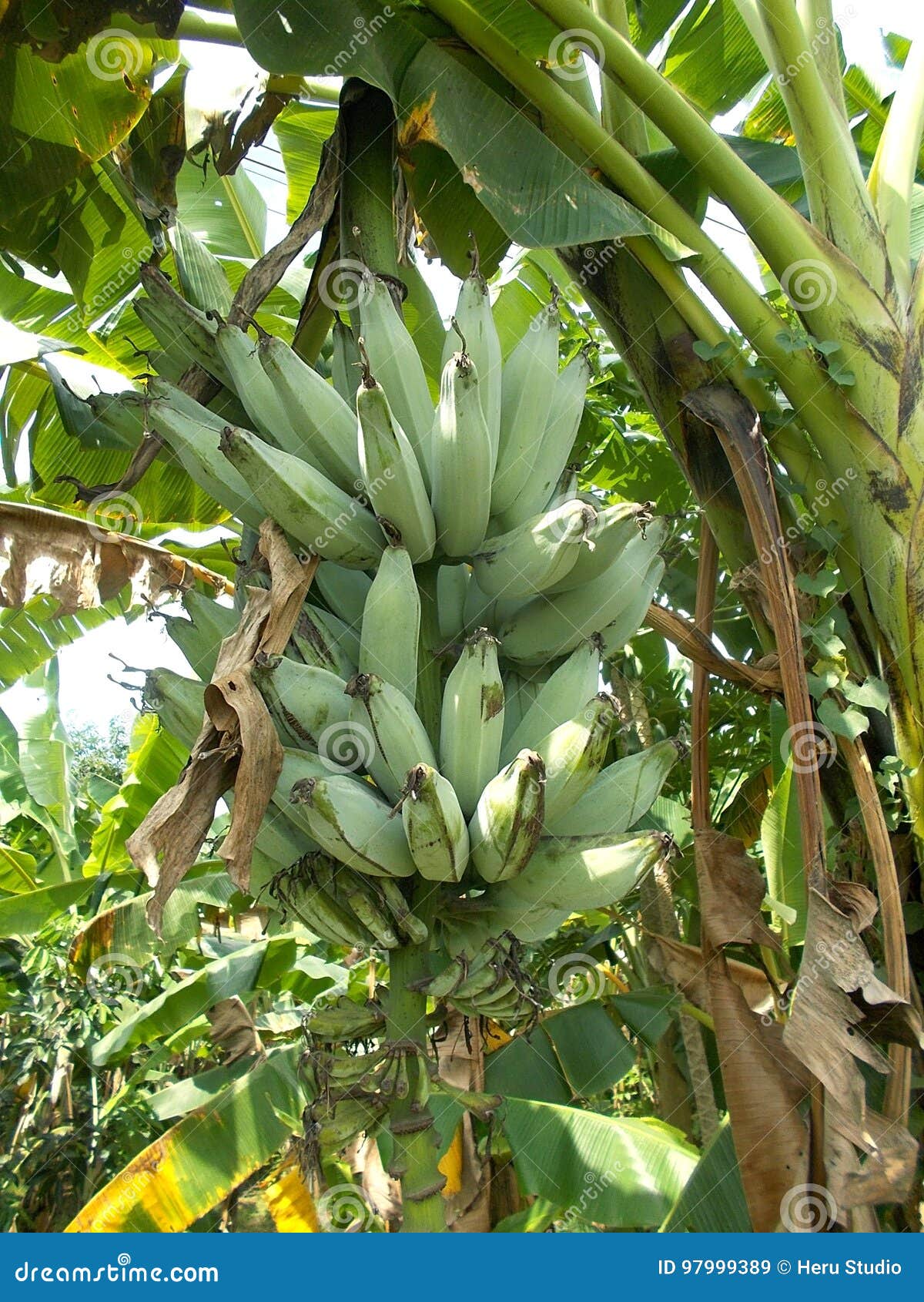 Banana tree and fruits stock image. Image of diet, feed - 97999389