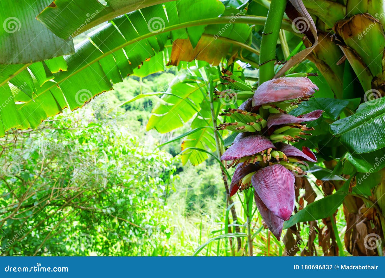 Banana Tree with Fruits in a Jungle Stock Photo - Image of leaves ...