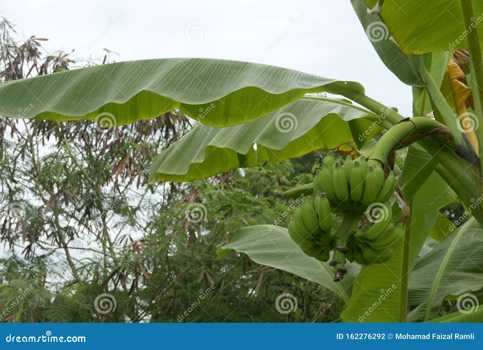 Banana Tree on Green Background Stock Photo - Image of tropical, nature ...