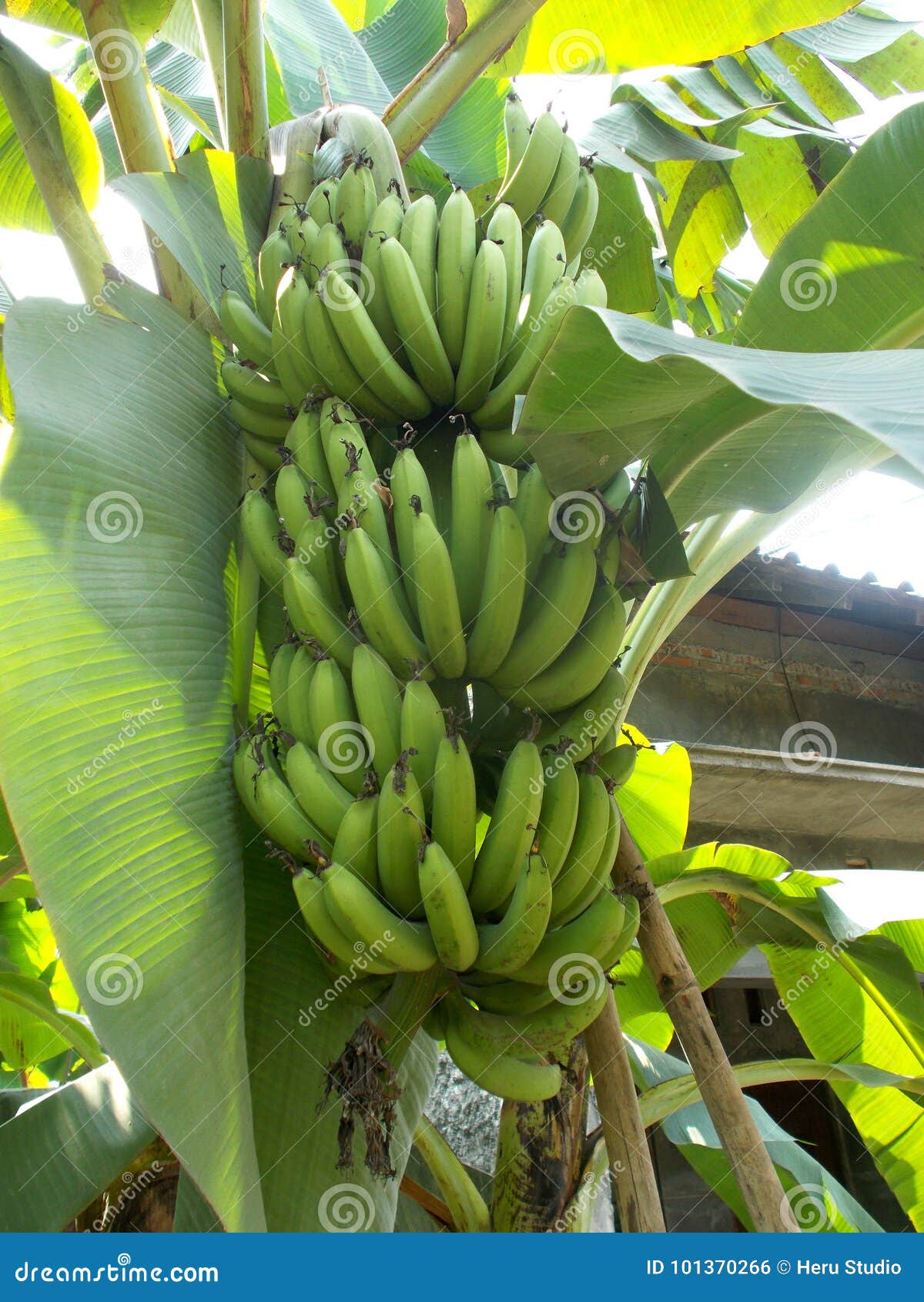 Banana Tree Green Cavendish 2 Stock Photo - Image of agro, bunch: 101370266