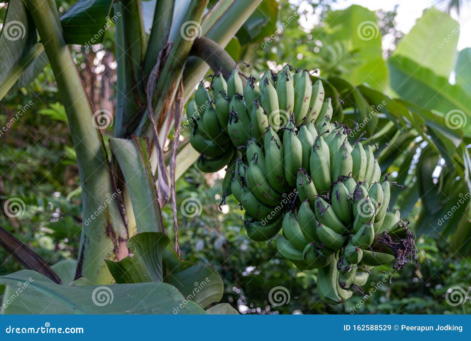 The Banana on Tree. Banana Tree with Green Banana. Not Riped Banana on ...