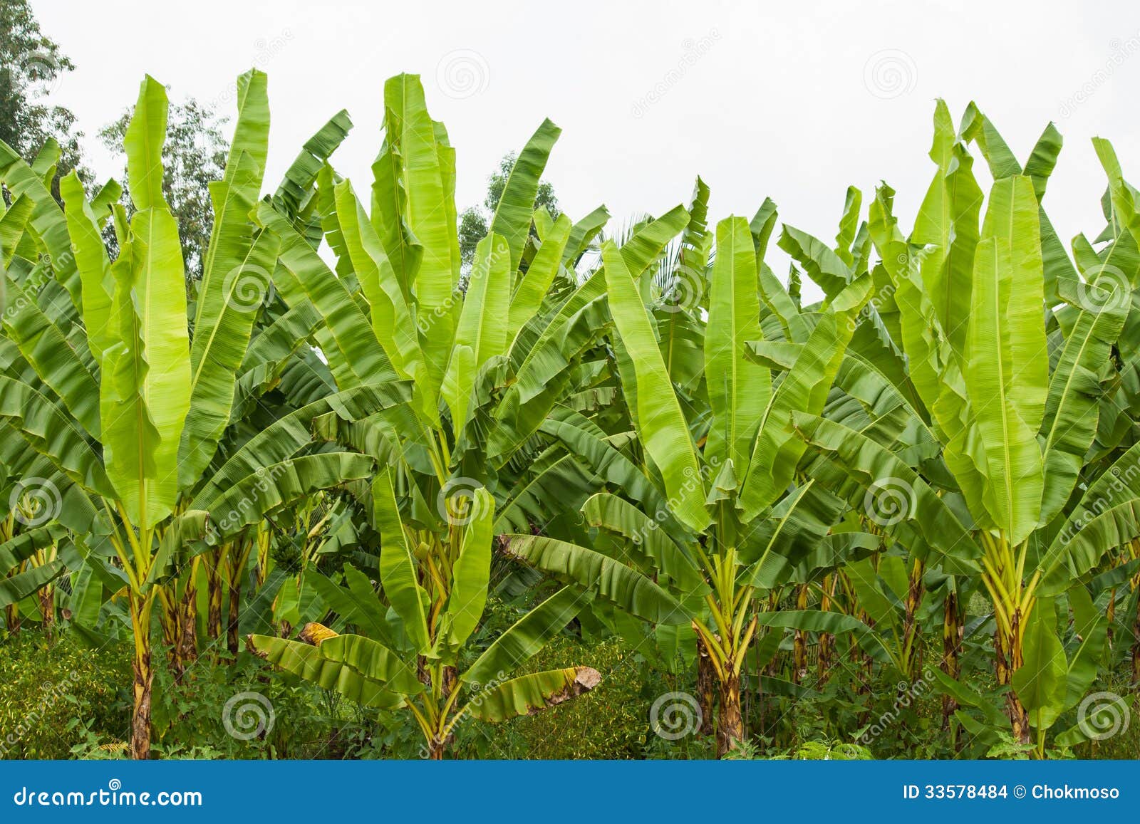 Banana tree stock photo. Image of banana, trunk, leaf - 33578484