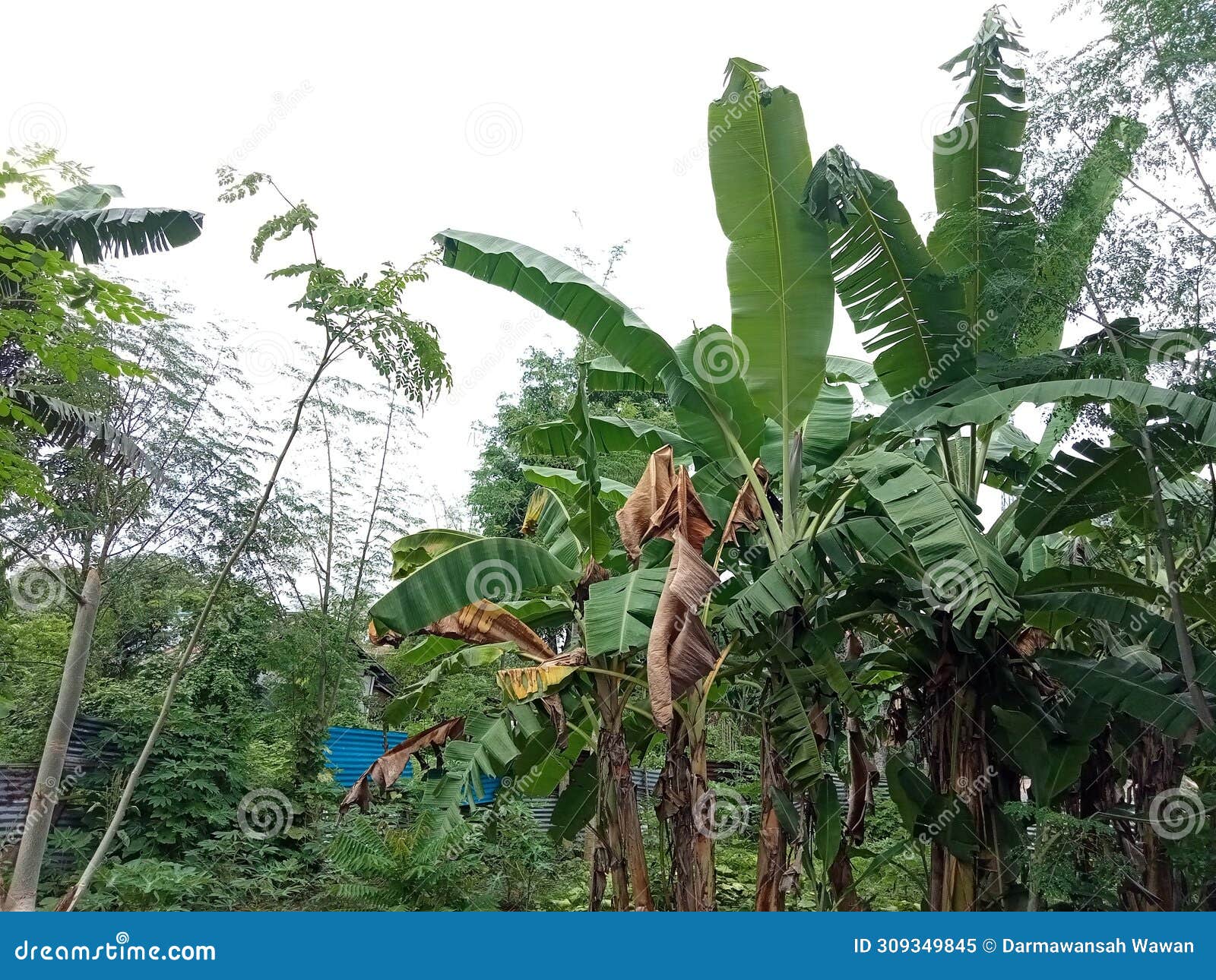 Banana Tree Growing in the Garden Behind the House Stock Image - Image ...