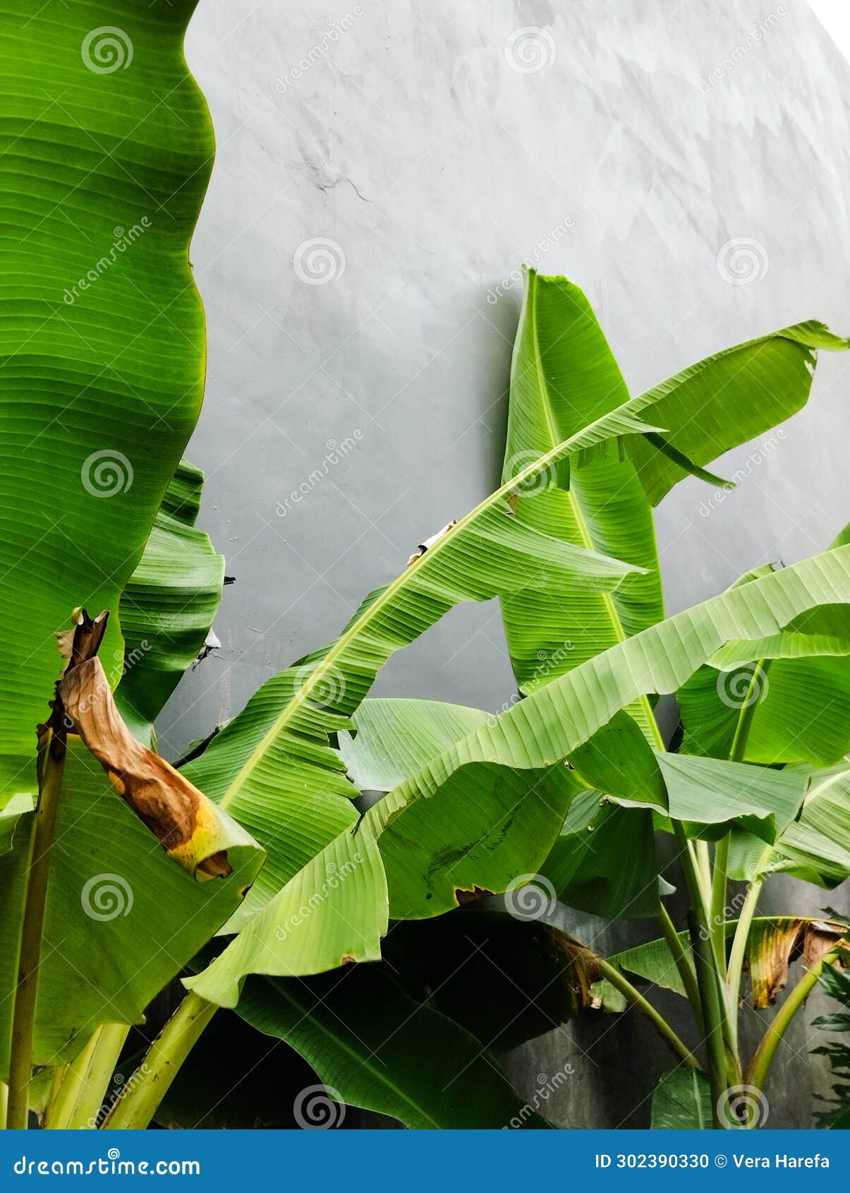 Banana Tree Growing in the Yard Stock Photo - Image of banner, branch ...