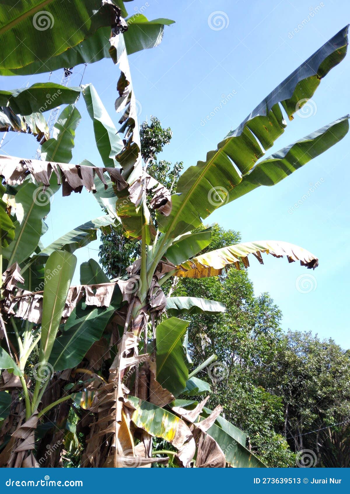 This is a Banana Tree that Has Not yet Bear Fruit. Stock Image - Image ...