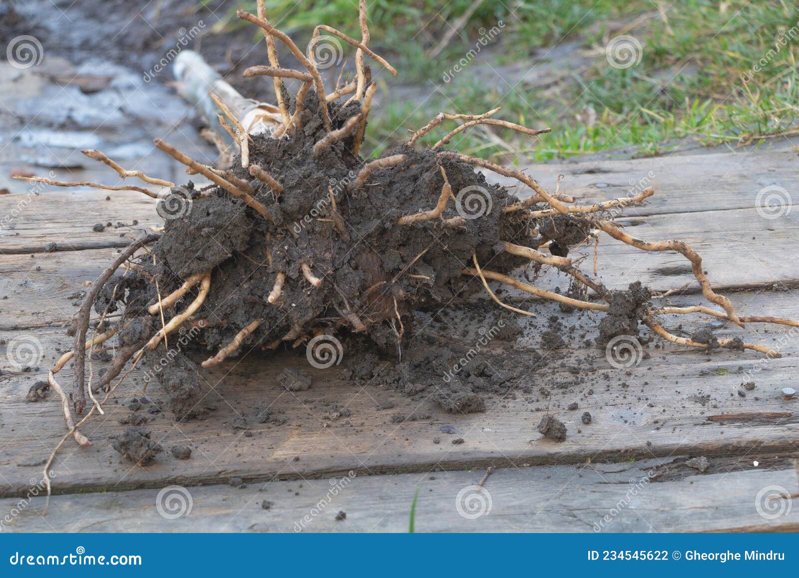 Banana Tree with Healtly Root System on Wooden Background Stock Photo ...